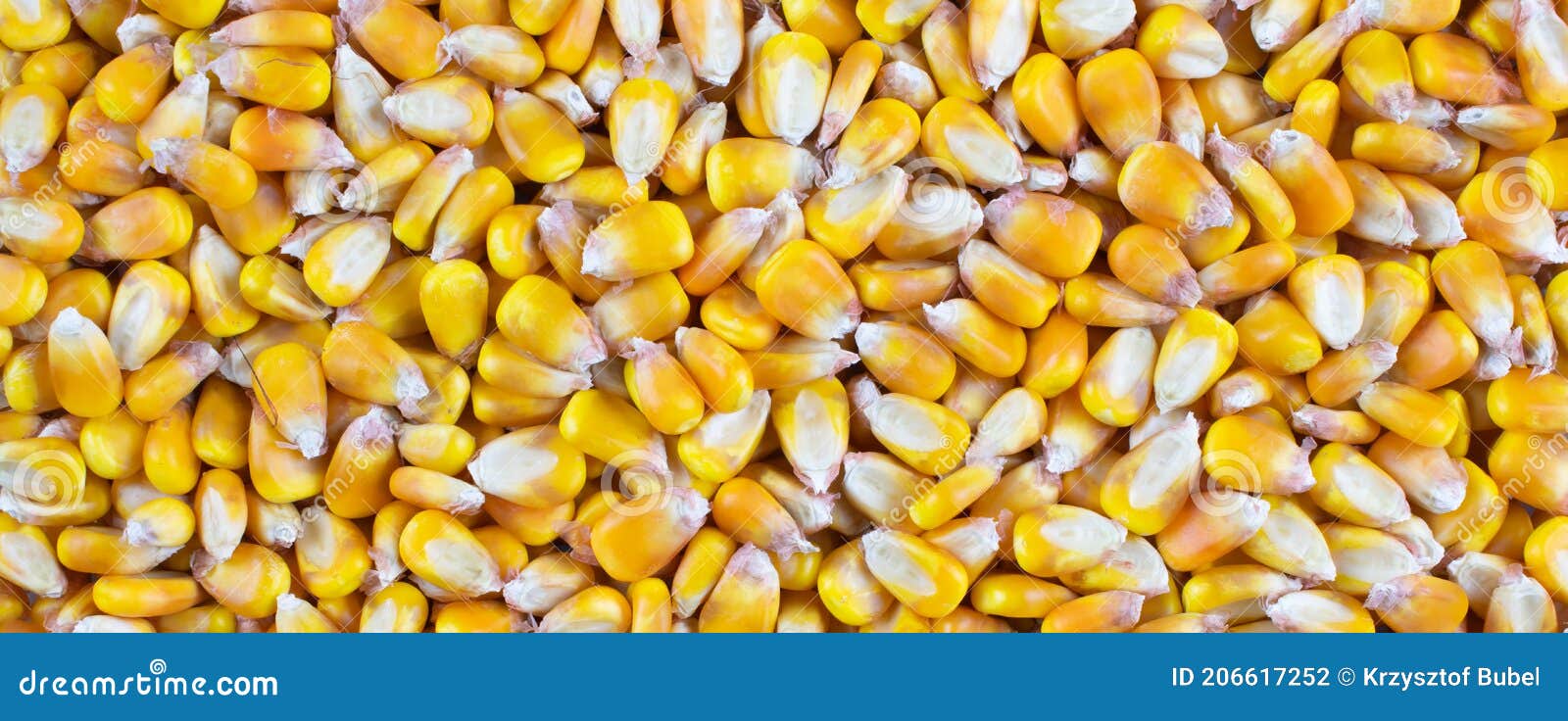 Yellow Corn Kernels with Visible Details. Background or Texture Stock ...