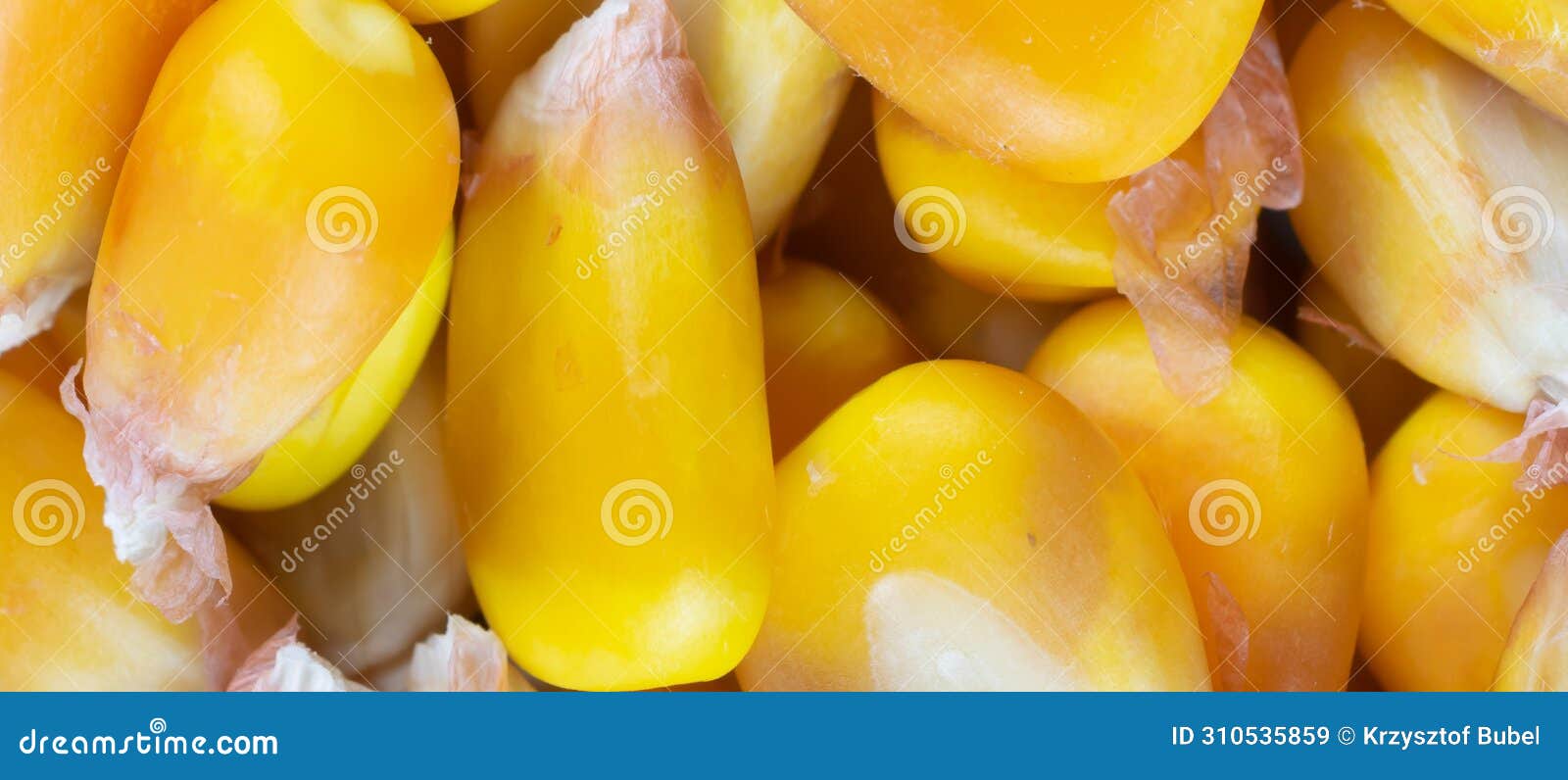 Yellow Corn Kernels with Visible Details. Background or Texture Stock ...
