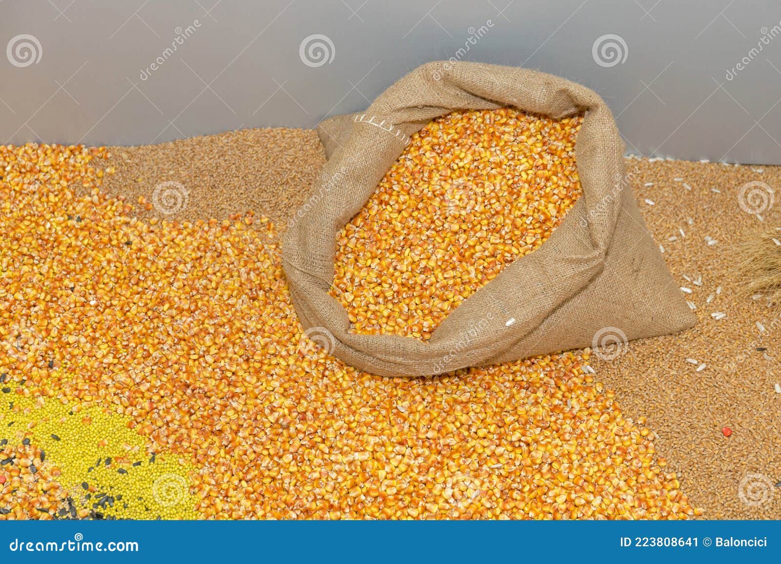 Corn in Sack stock image. Image of agriculture, grains - 223808641