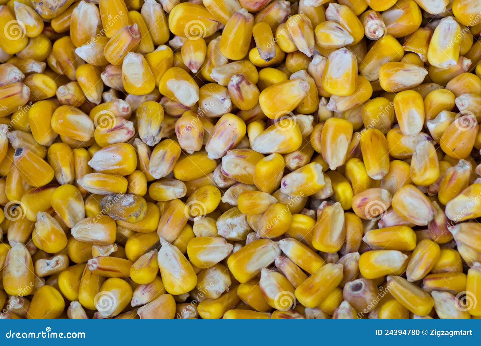 Yellow Corn or Maize Kernels Stock Photo - Image of healthy, practices ...