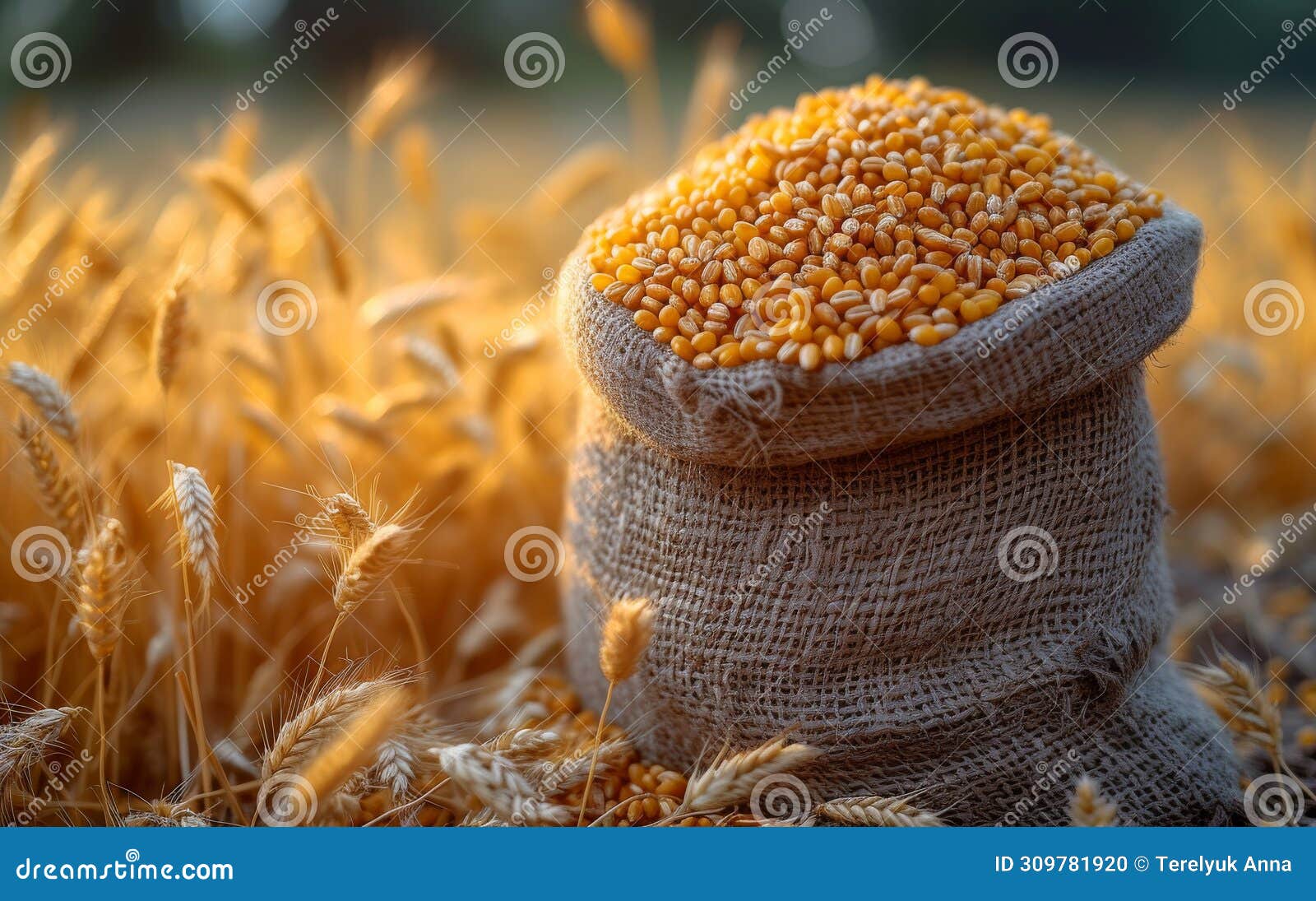 Yellow Corn or Maize in Sack on the Field Stock Photo - Image of heap ...