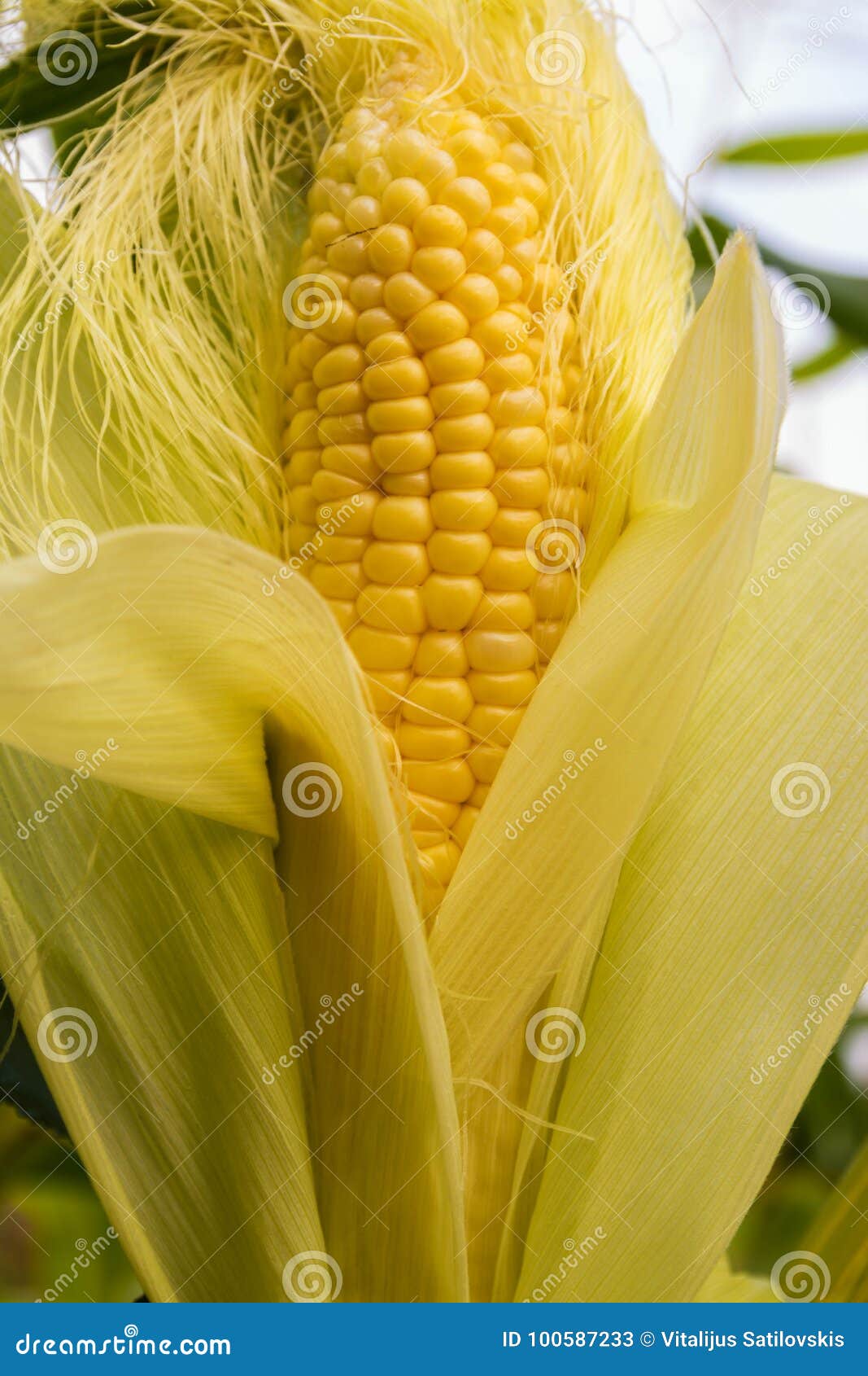 Yellow Corn Meal, Closeup Corn on the Stalk in the Corn Field, Organic ...