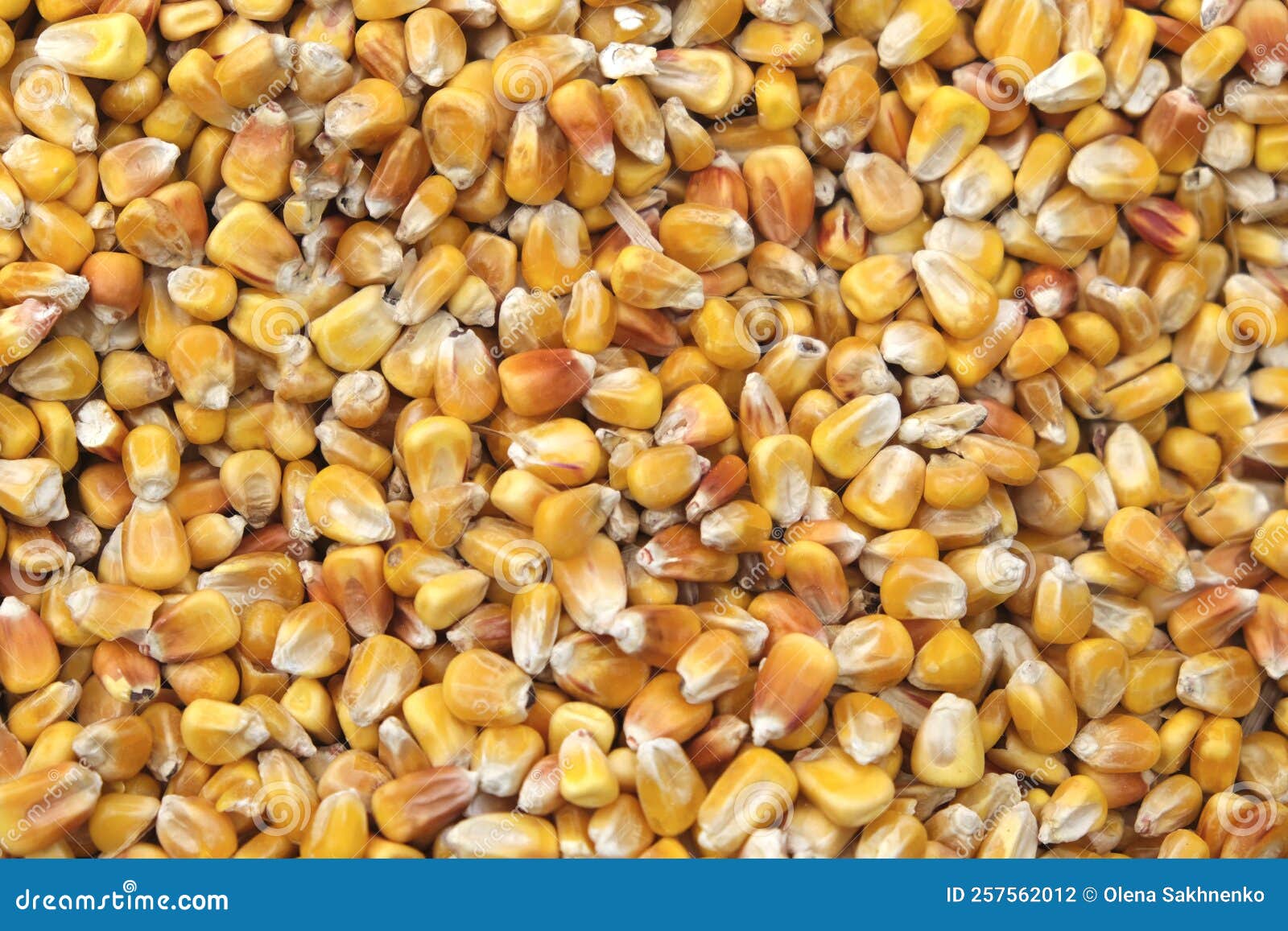 Yellow Corn Seed Background. Food Texture, Pattern. Stock Photo - Image ...