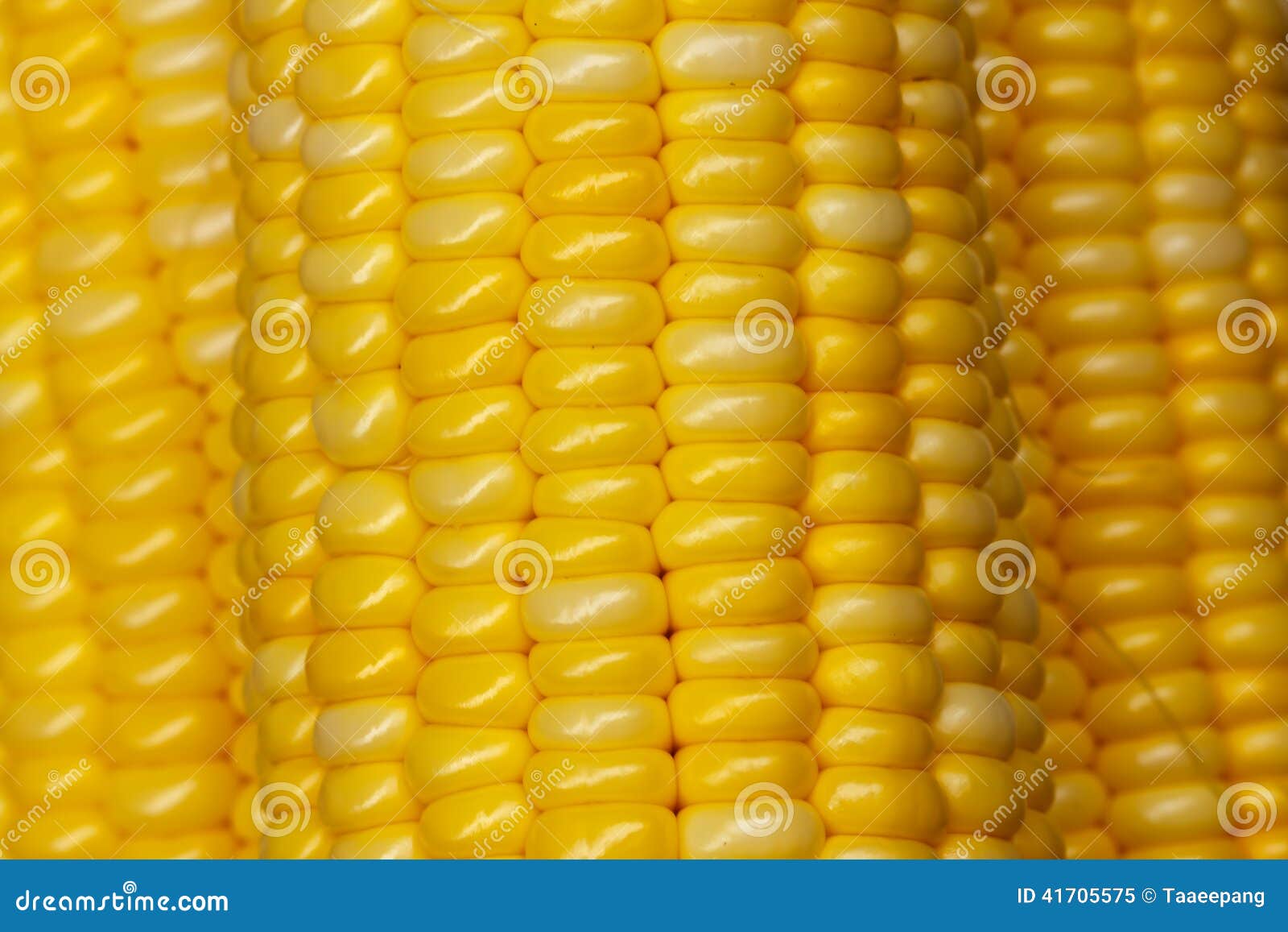 Yellow Corn skin pretty stock image. Image of fresh, freshness - 41705575