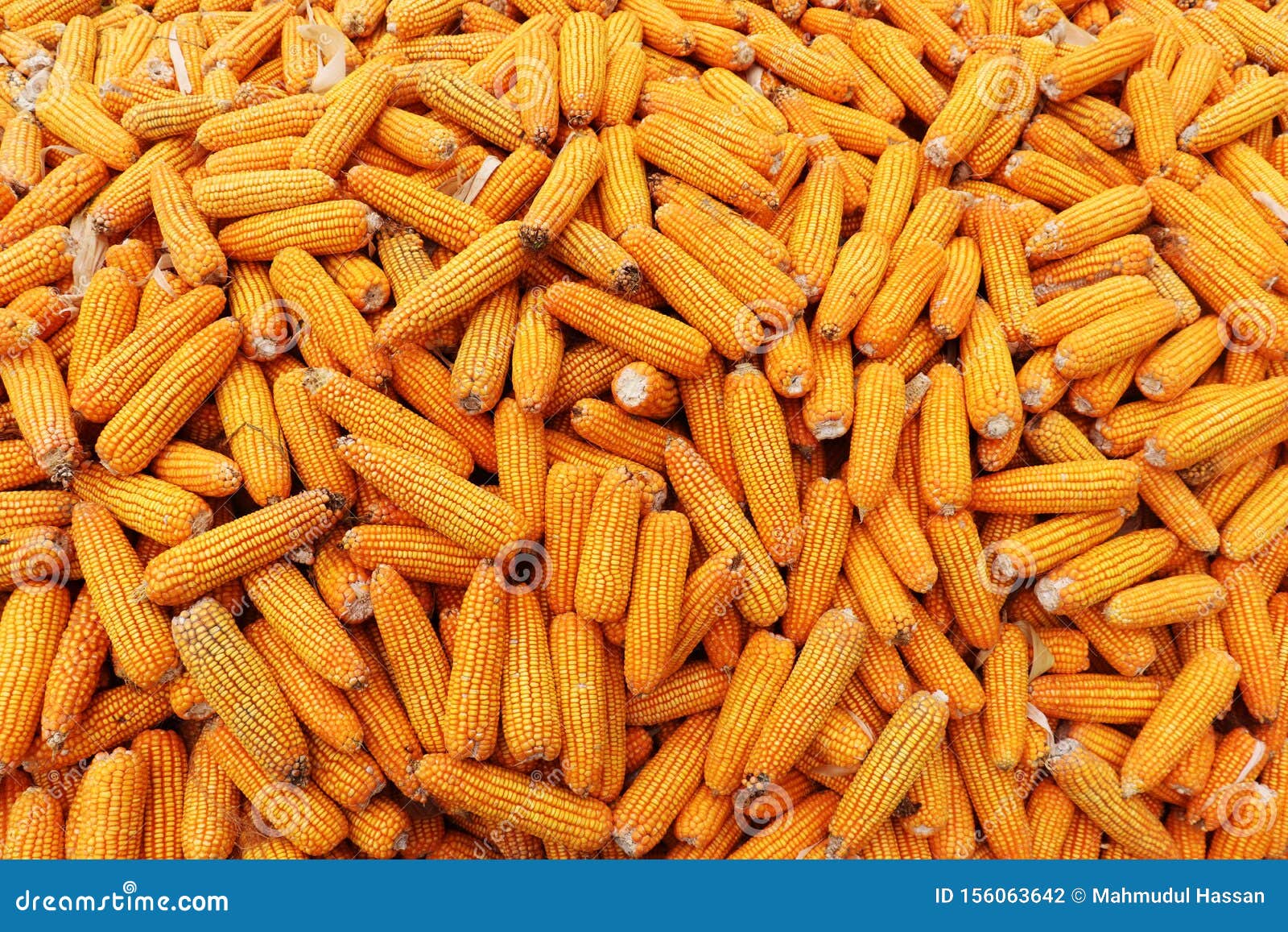Yellow Corn Texture. Yellow Corns As Background Stock Photo - Image of ...