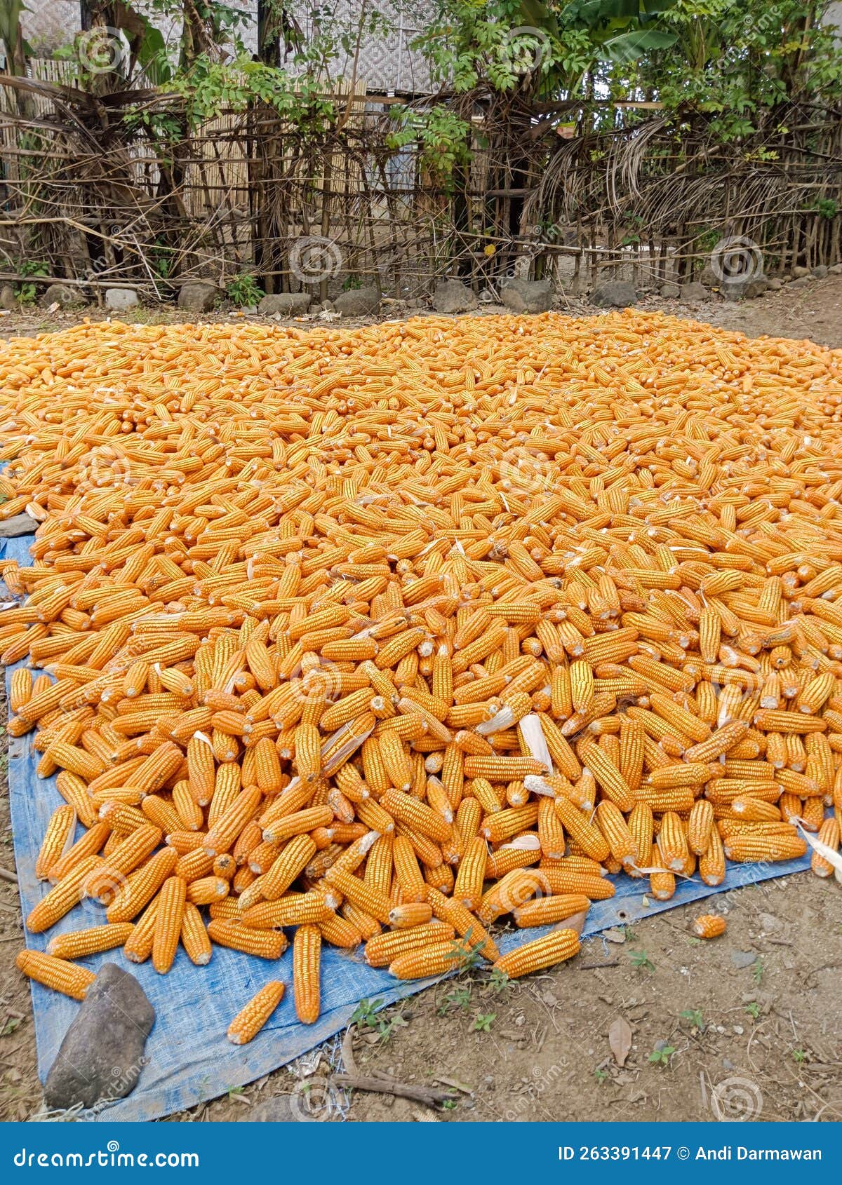 Yellow Corn Traditional Farmer Stock Image - Image of traditional ...