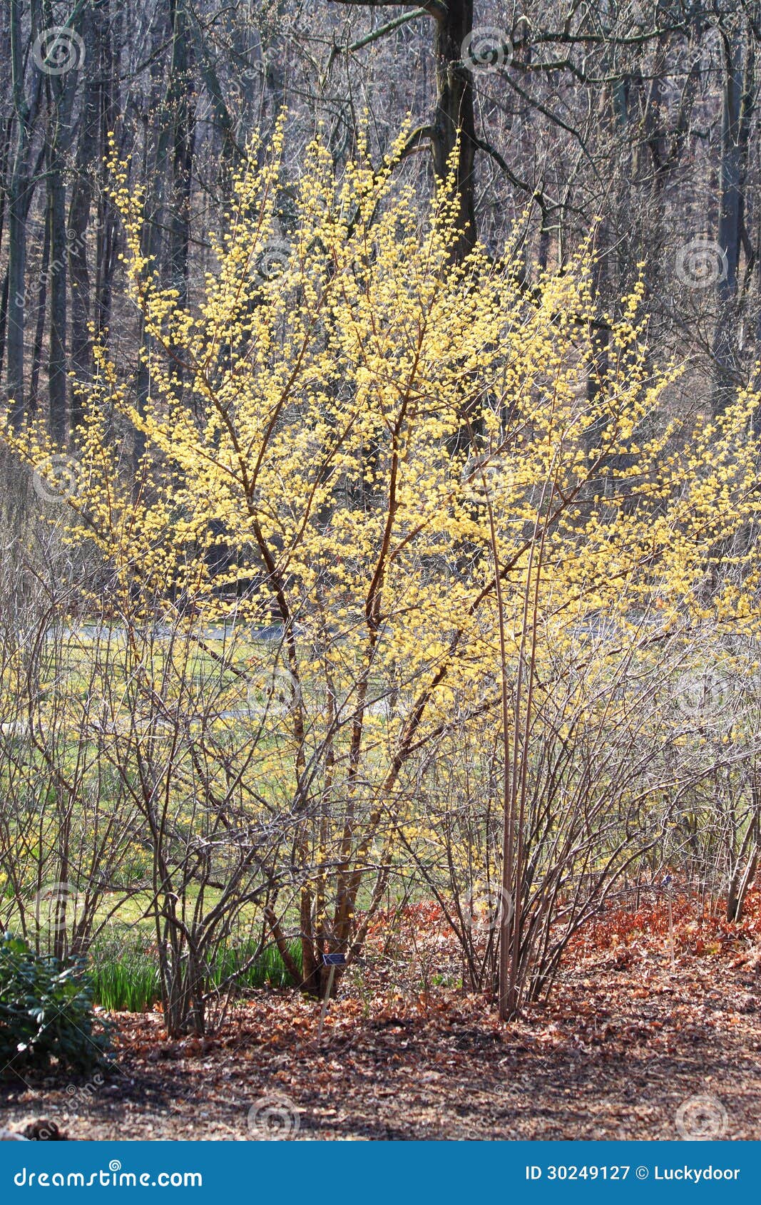 Yellow Cornelian Cherry Tree Stock Image - Image of outdoor, cornelian ...