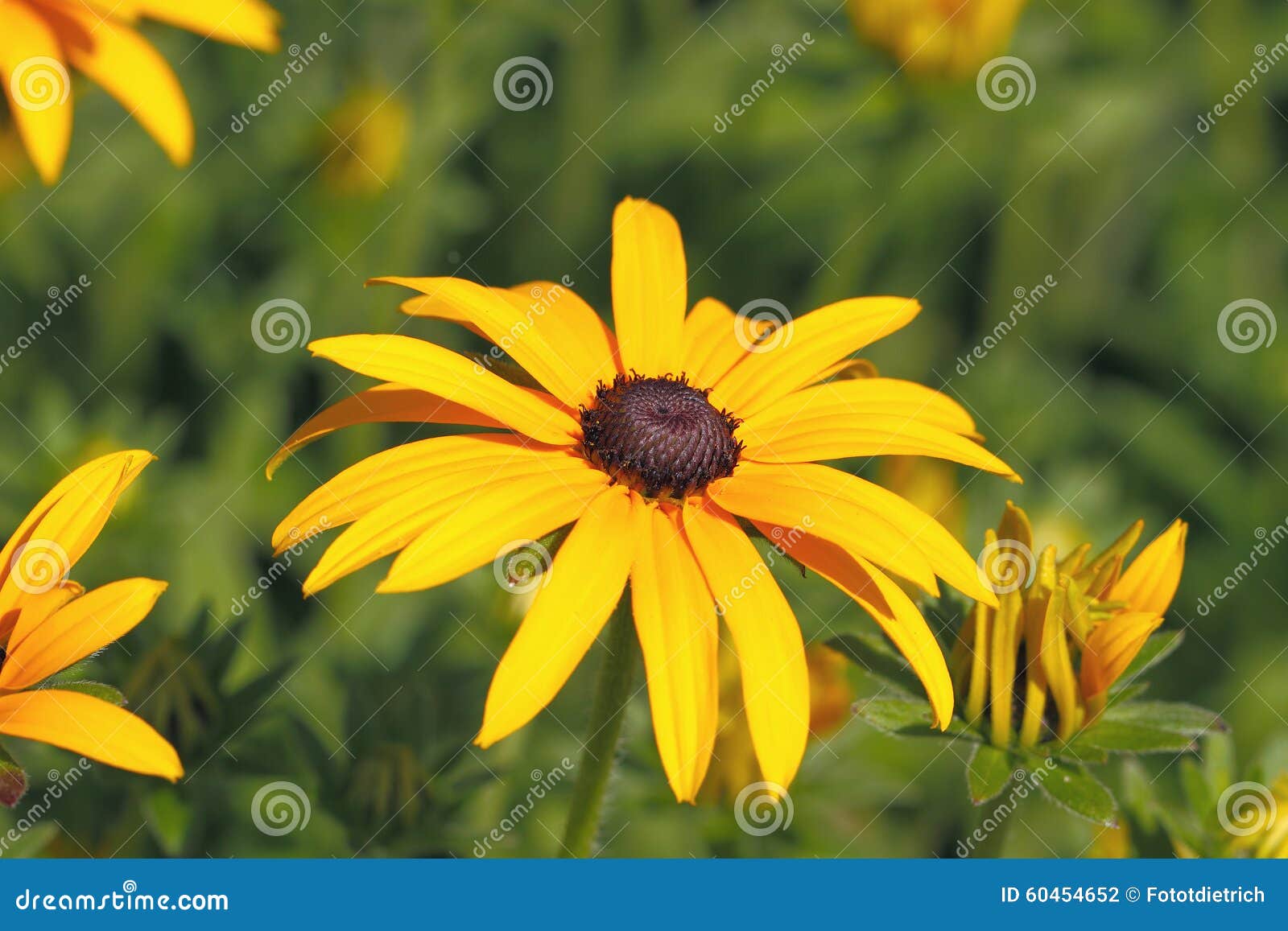 Yellow Cornflower (Echinacea) Stock Photo - Image of natural, detail ...