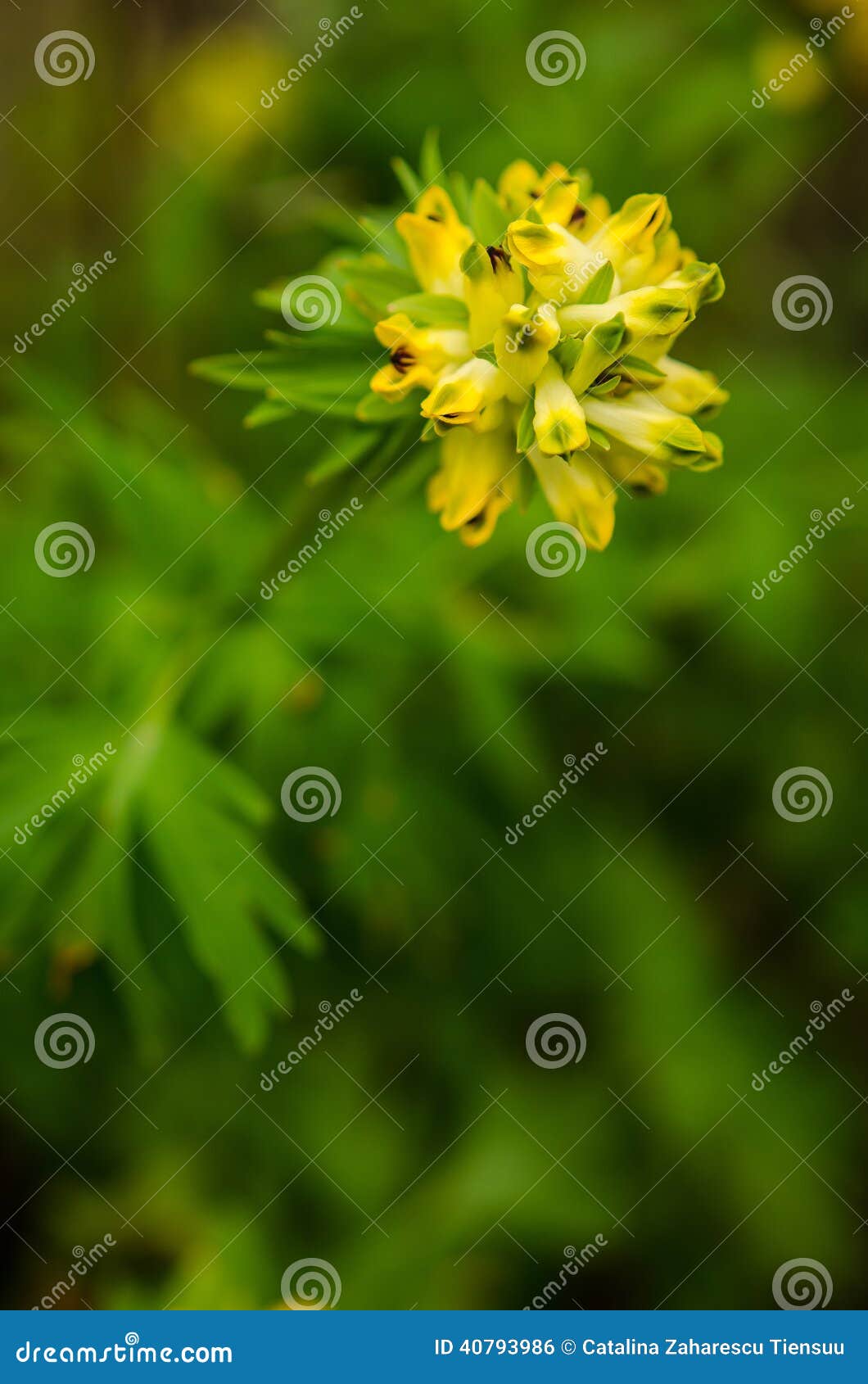 Yellow Corydalis stock photo. Image of herbs, leaf, plant - 40793986
