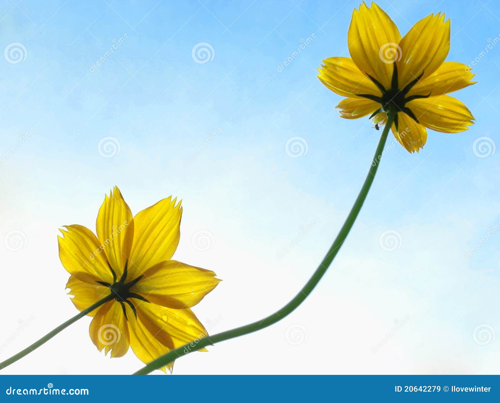 Yellow Cosmos stock image. Image of botanical, blooming - 20642279