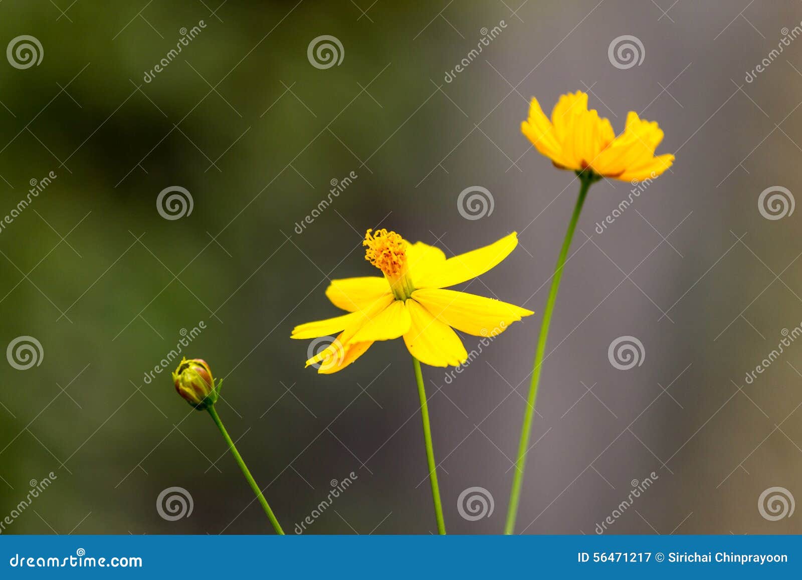 Yellow Cosmos stock image. Image of close, nature, bloom - 56471217