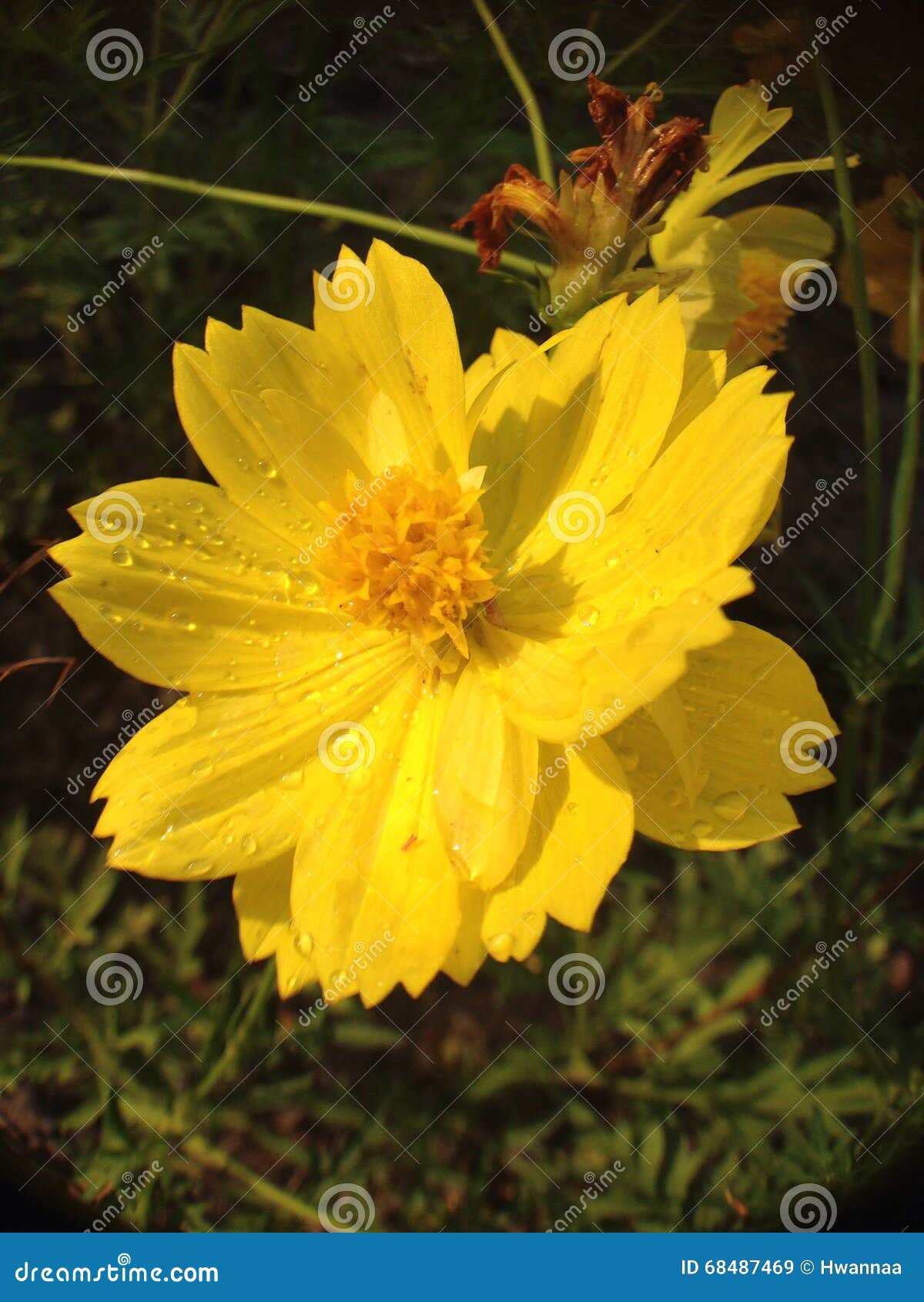 Yellow cosmos stock image. Image of yellow, flora, flower - 68487469