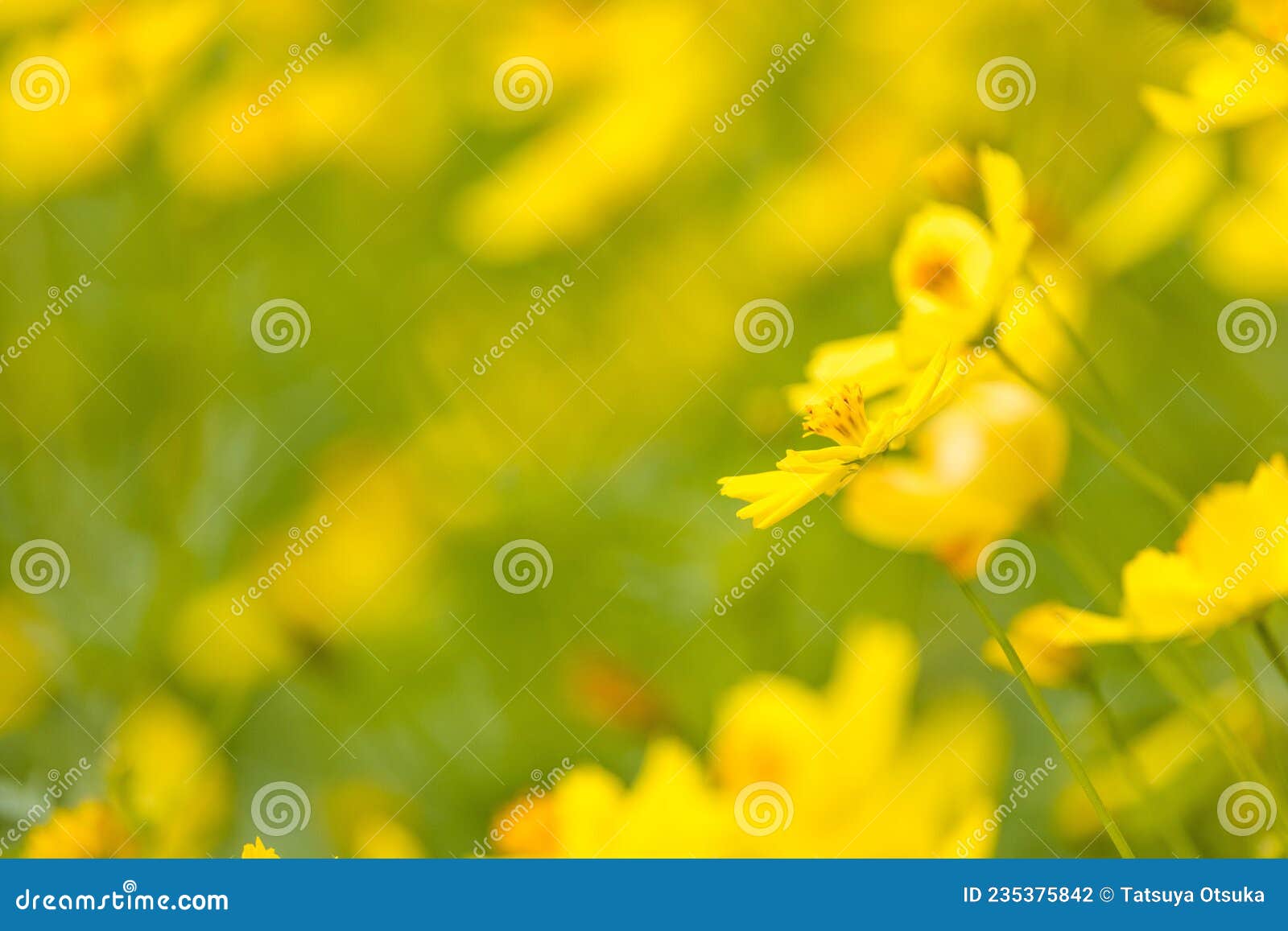 Yellow Cosmos Field in Japan Stock Photo - Image of autumn, bloom ...