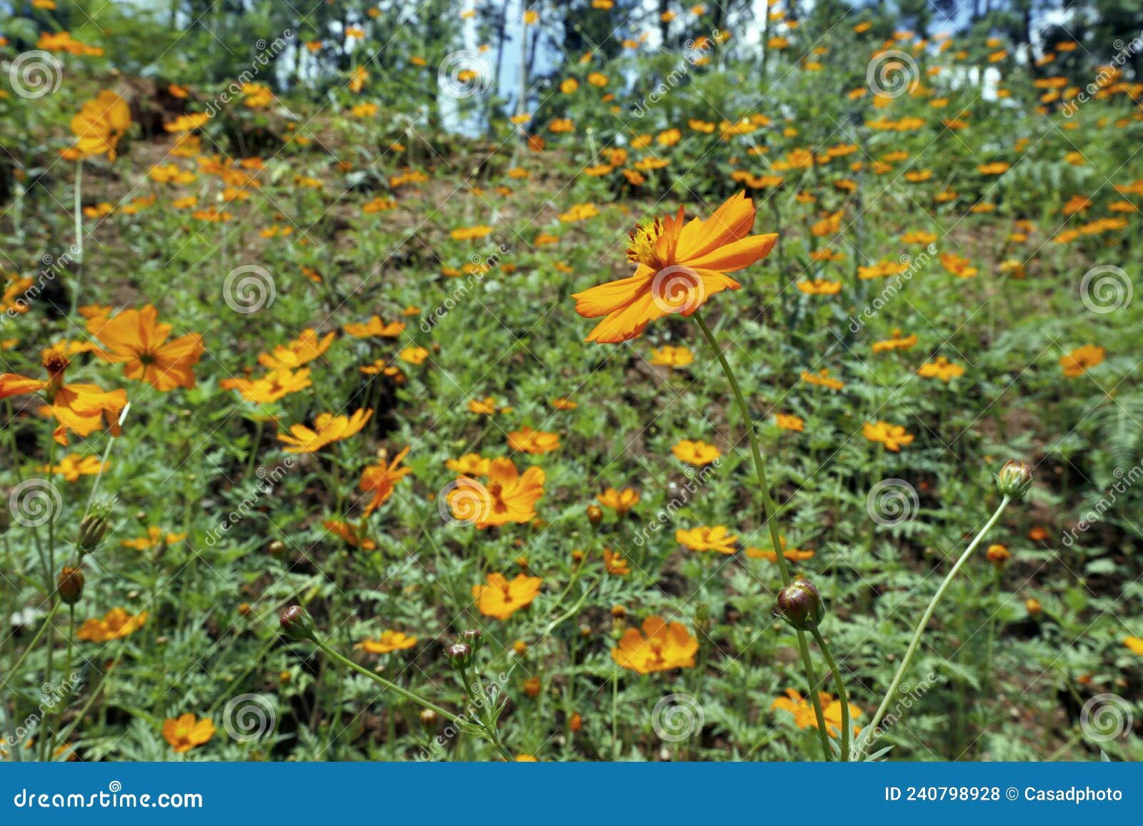 Yellow Cosmos Field by the Side of the Road Stock Photo - Image of ...