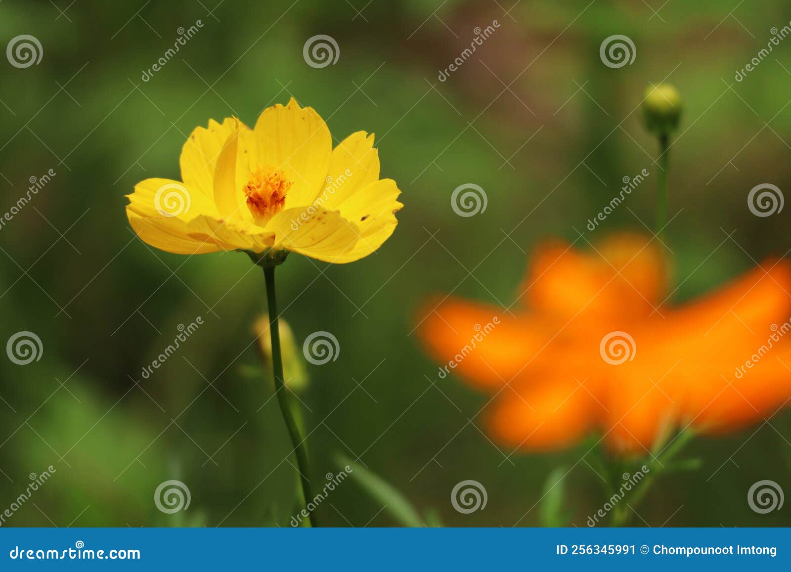 Yellow Cosmos Flower Blooming on a Sunny Day Stock Image - Image of ...
