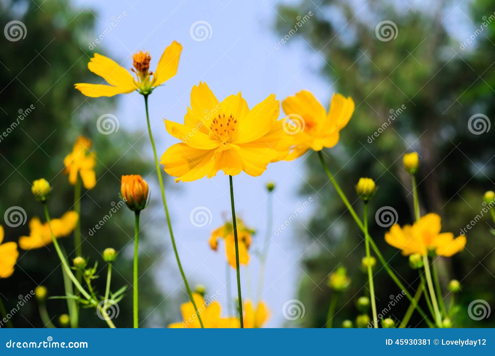 Yellow Cosmos flower stock image. Image of close, compositae - 45930381