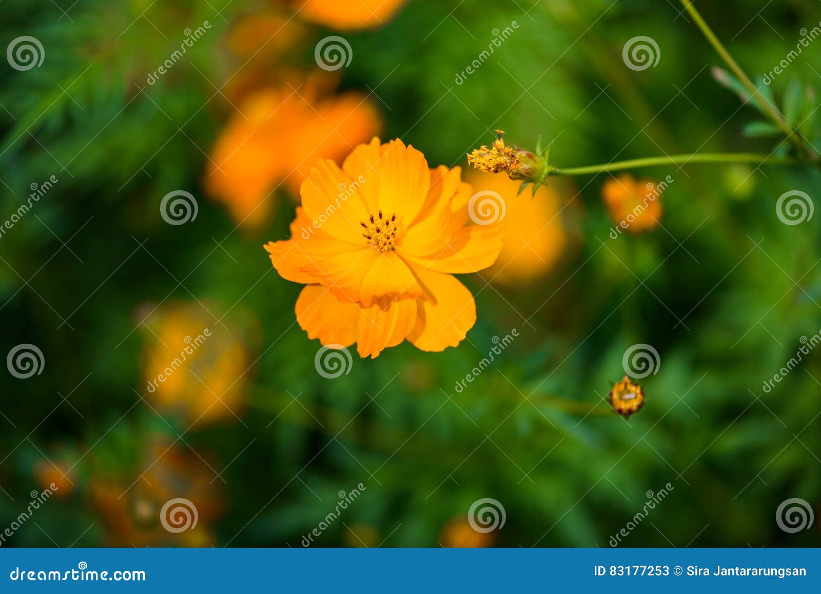 Yellow Cosmos Flower,Comos Spp,Compositae Stock Image - Image of botany ...