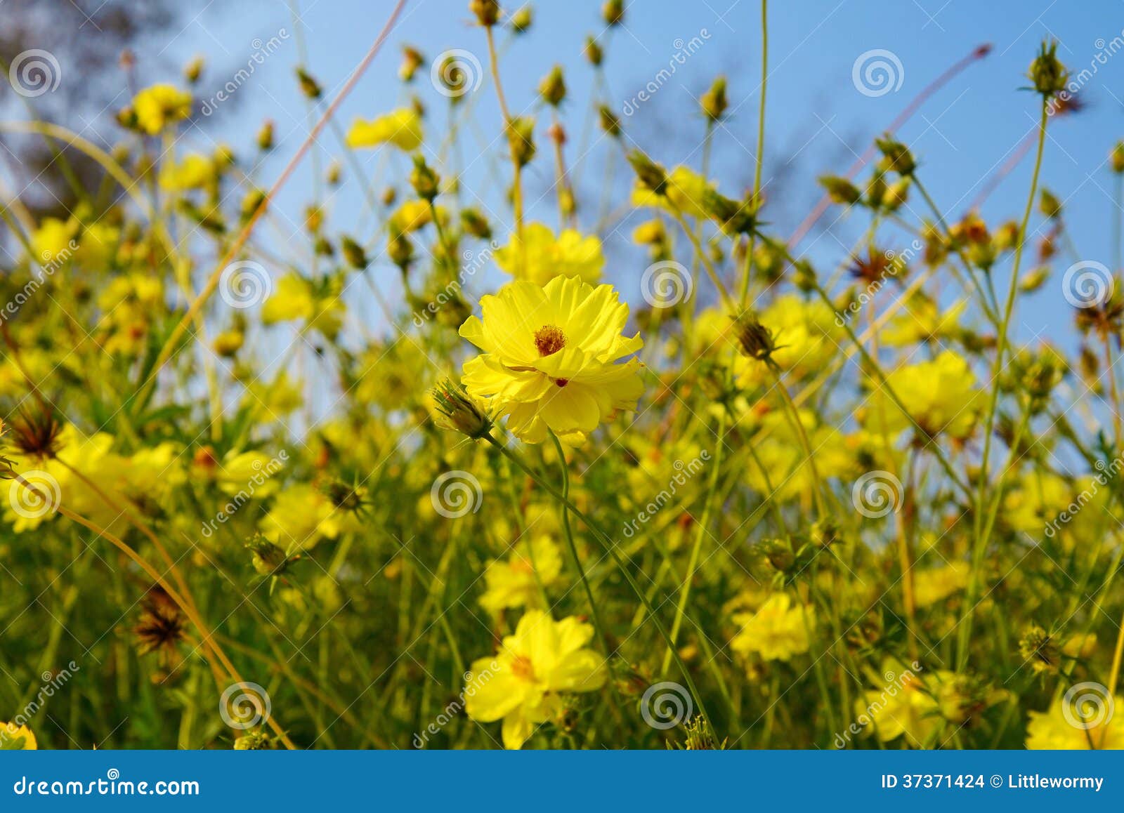 Yellow Cosmos Flower Royalty-Free Stock Photography | CartoonDealer.com ...