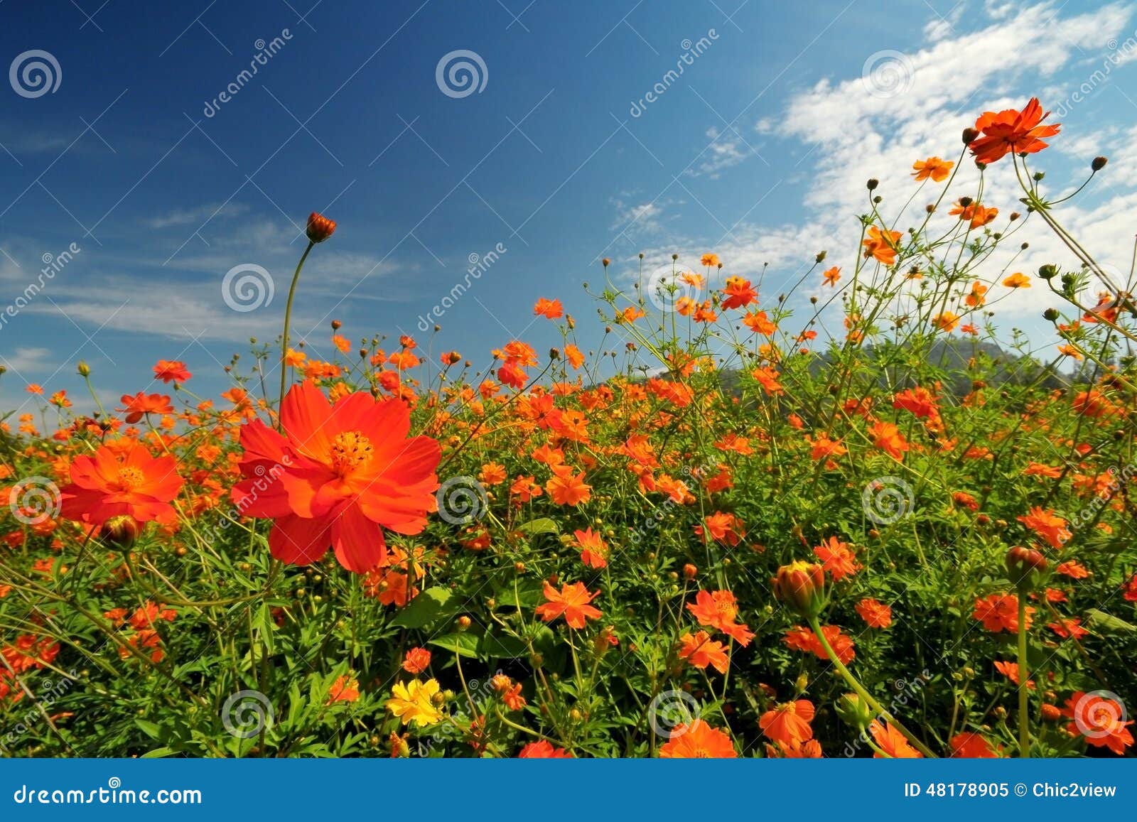 Yellow Cosmos Flower Field with Mountain Stock Image - Image of life ...