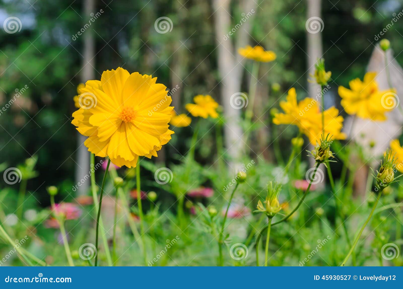 Yellow Cosmos flower stock image. Image of flower, calm - 45930527