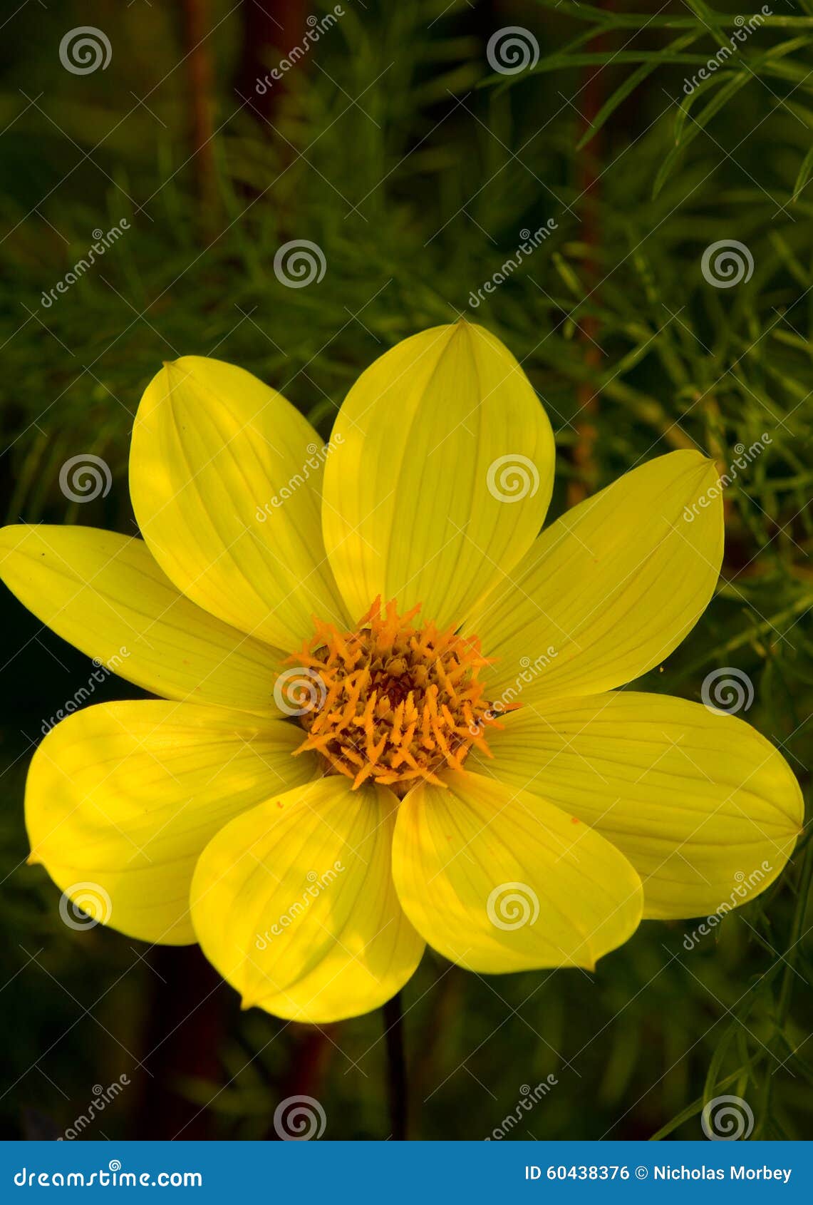 Yellow Cosmos Flower Head. stock photo. Image of foilige - 60438376