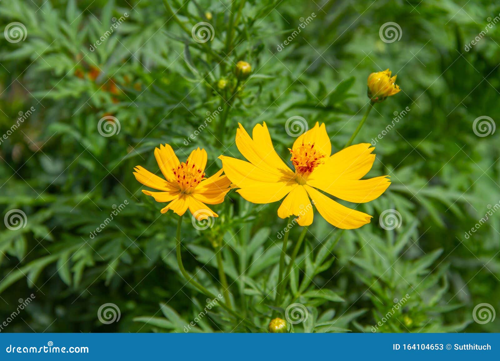 Yellow cosmos flowers stock image. Image of background - 164104653