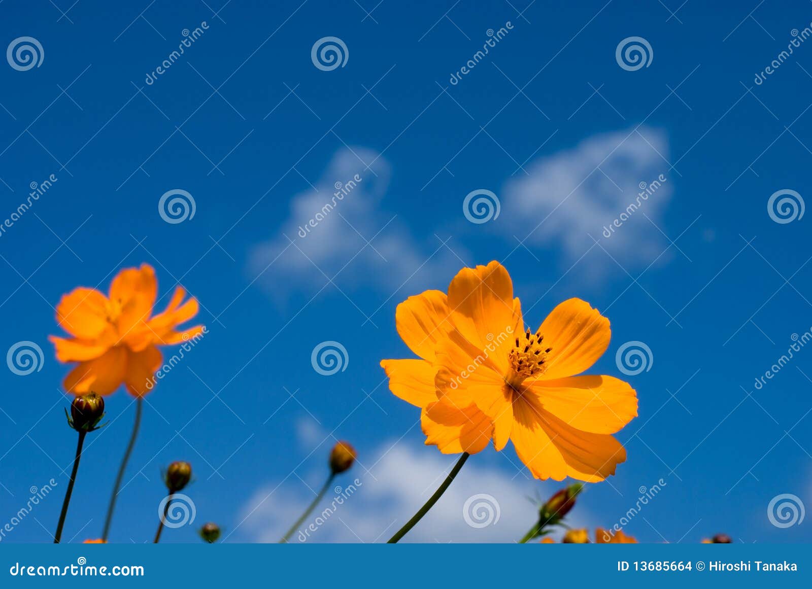 Yellow Cosmos in the sky stock photo. Image of botanical - 13685664
