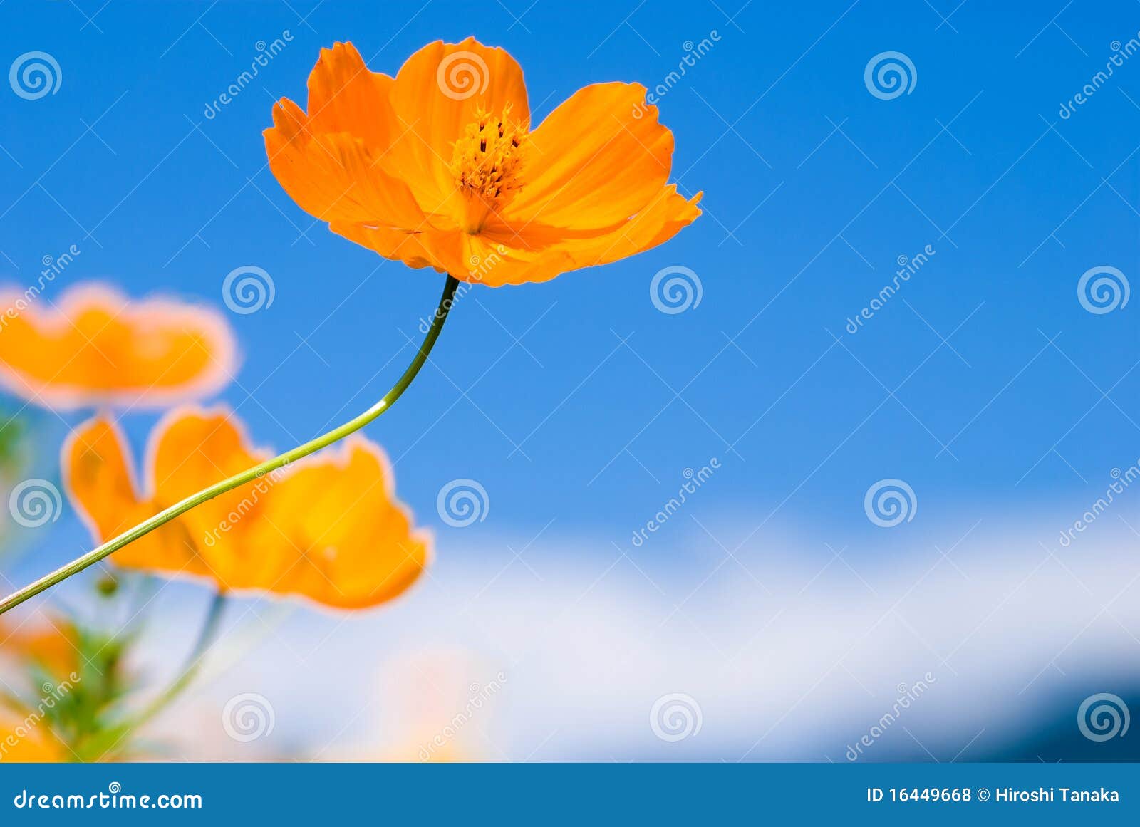 Yellow Cosmos in the sky stock photo. Image of plant - 16449668
