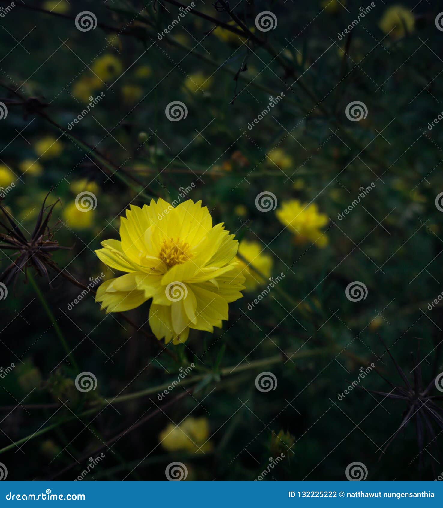 Yellow Cosmos at Sunset Time Stock Photo - Image of white, summer ...