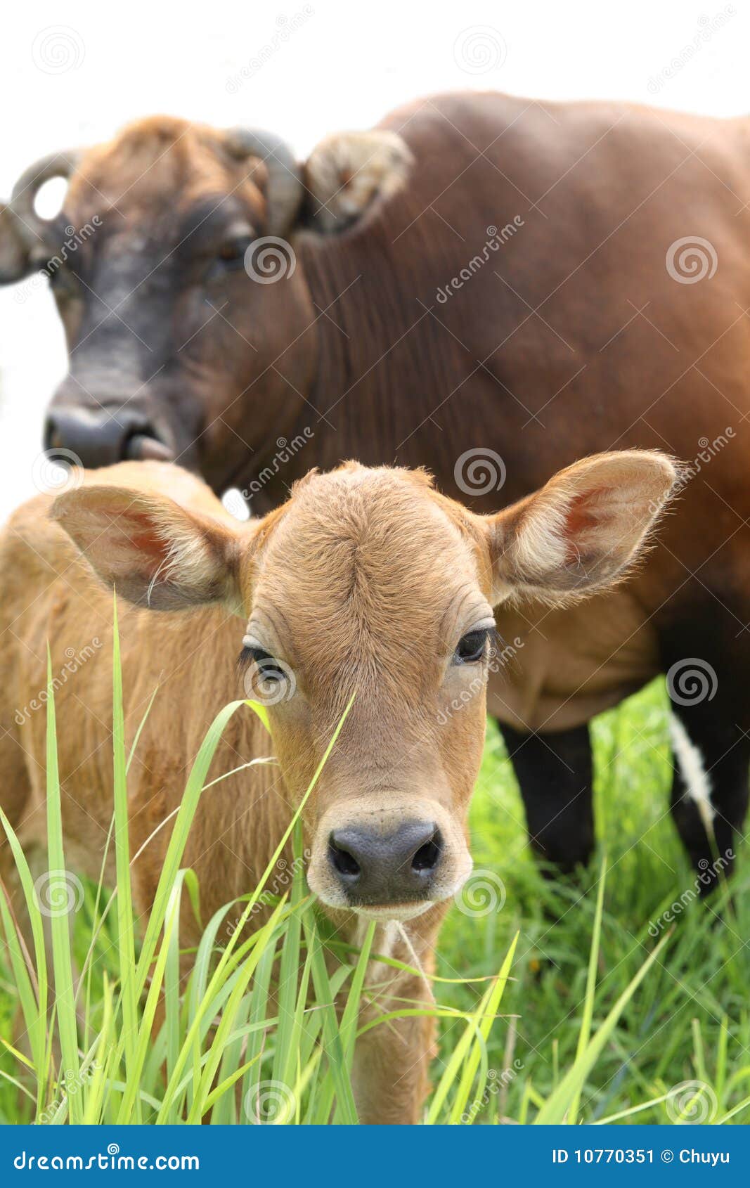 Yellow cow stock image. Image of small, brown, silent - 10770351