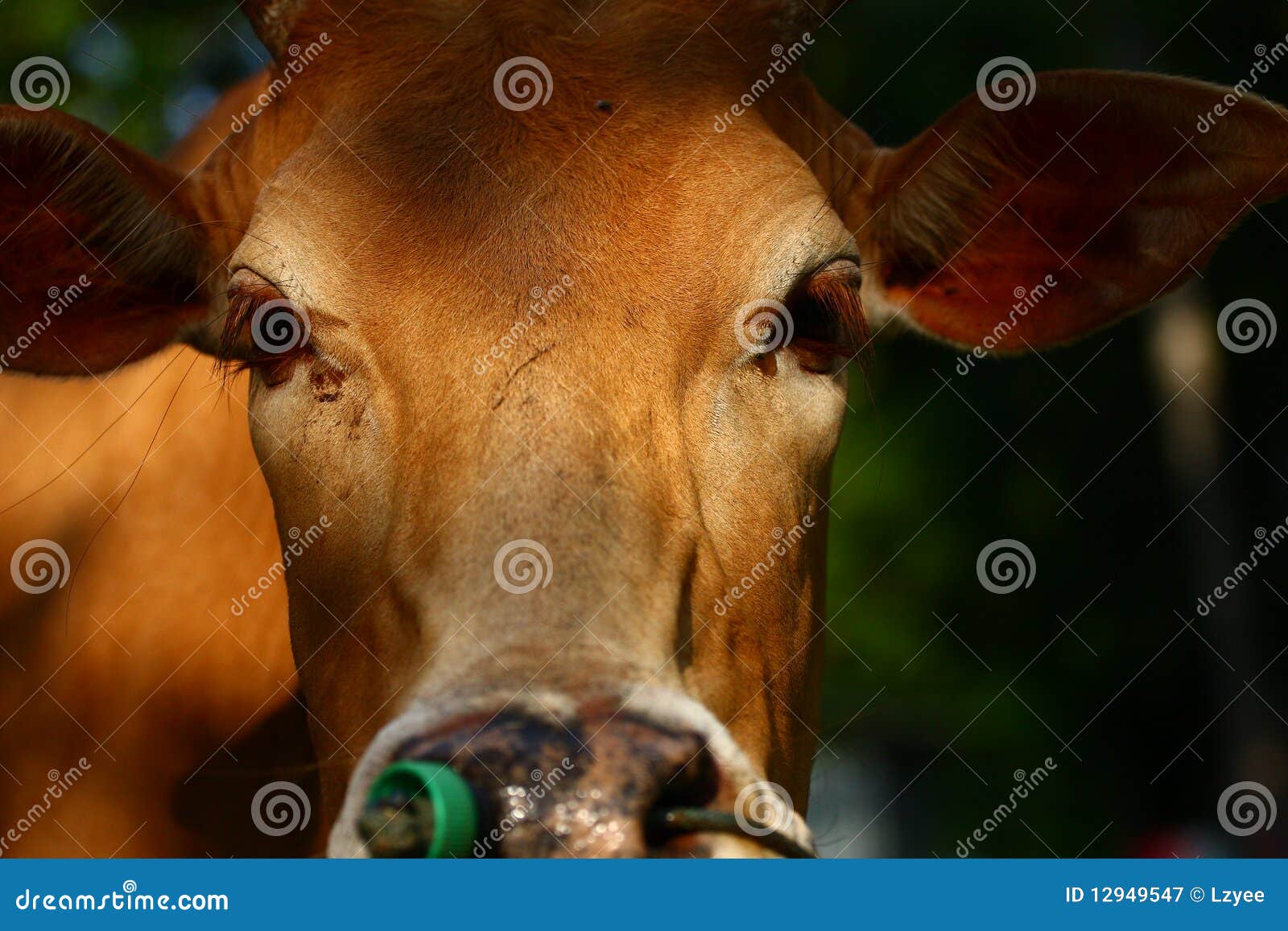 Yellow Cow stock image. Image of yellow, malaysia, animals - 12949547
