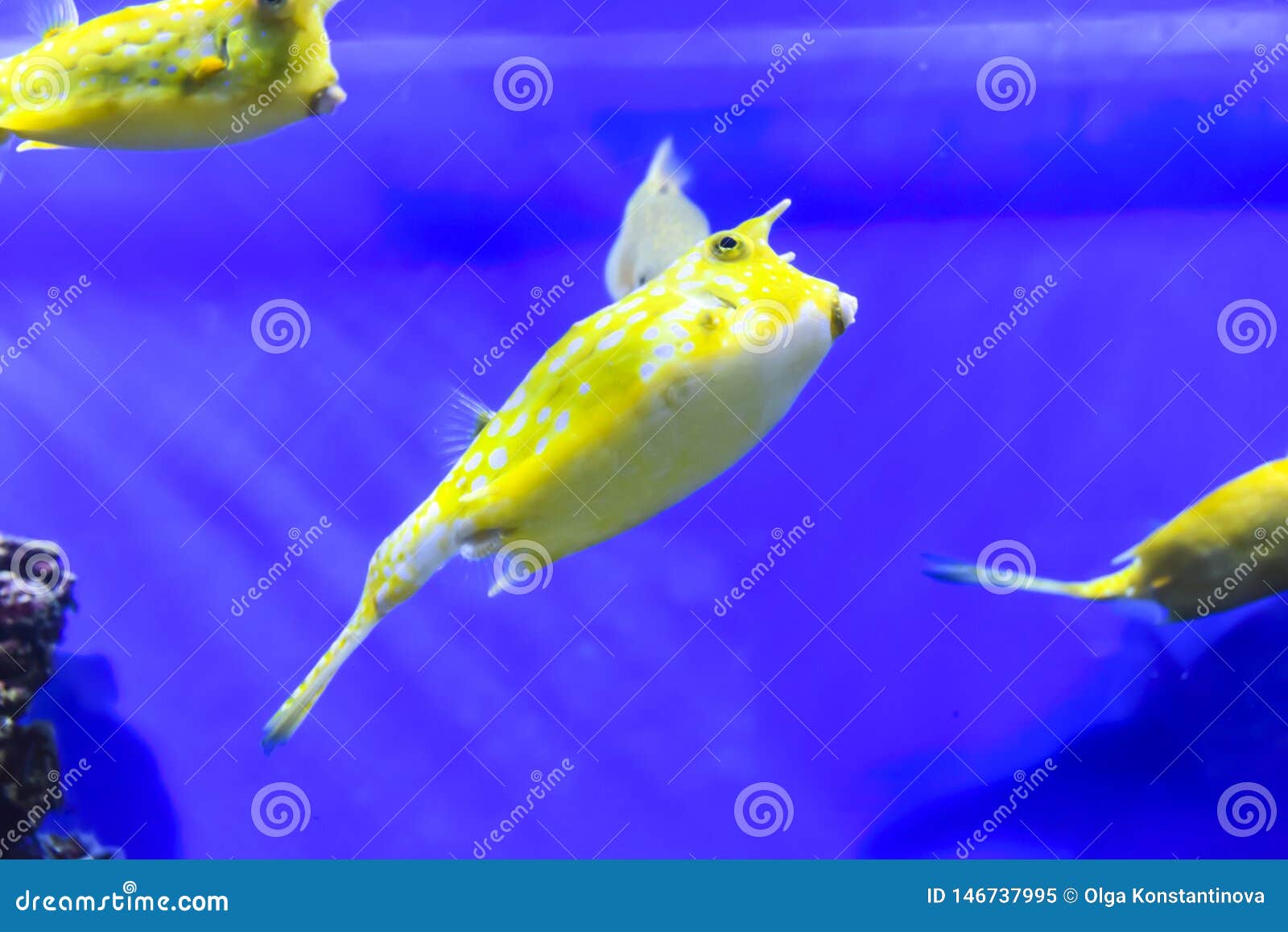Yellow Cow Fish in Aquarium Blue Background Stock Image - Image of ...