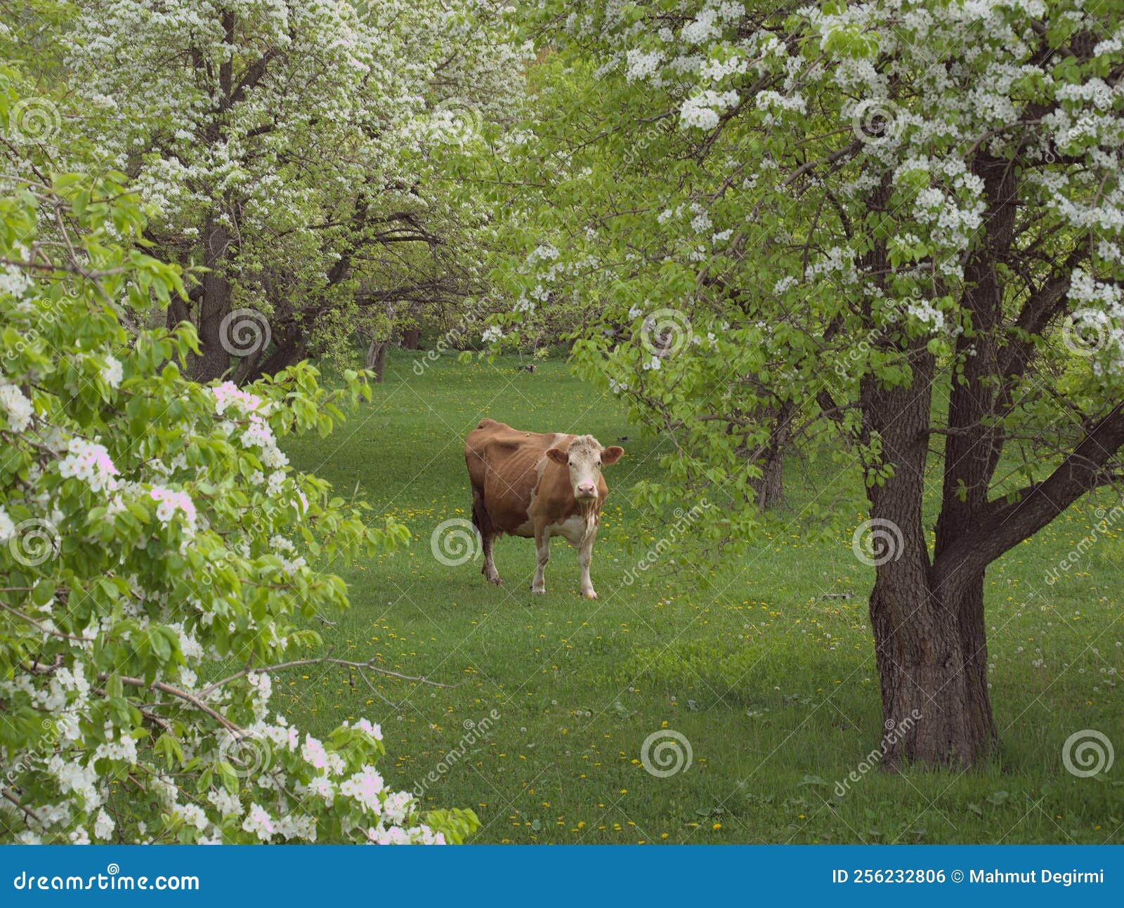 A Yellow Cow Grazing Under Blooming Trees in Spring Stock Photo - Image ...