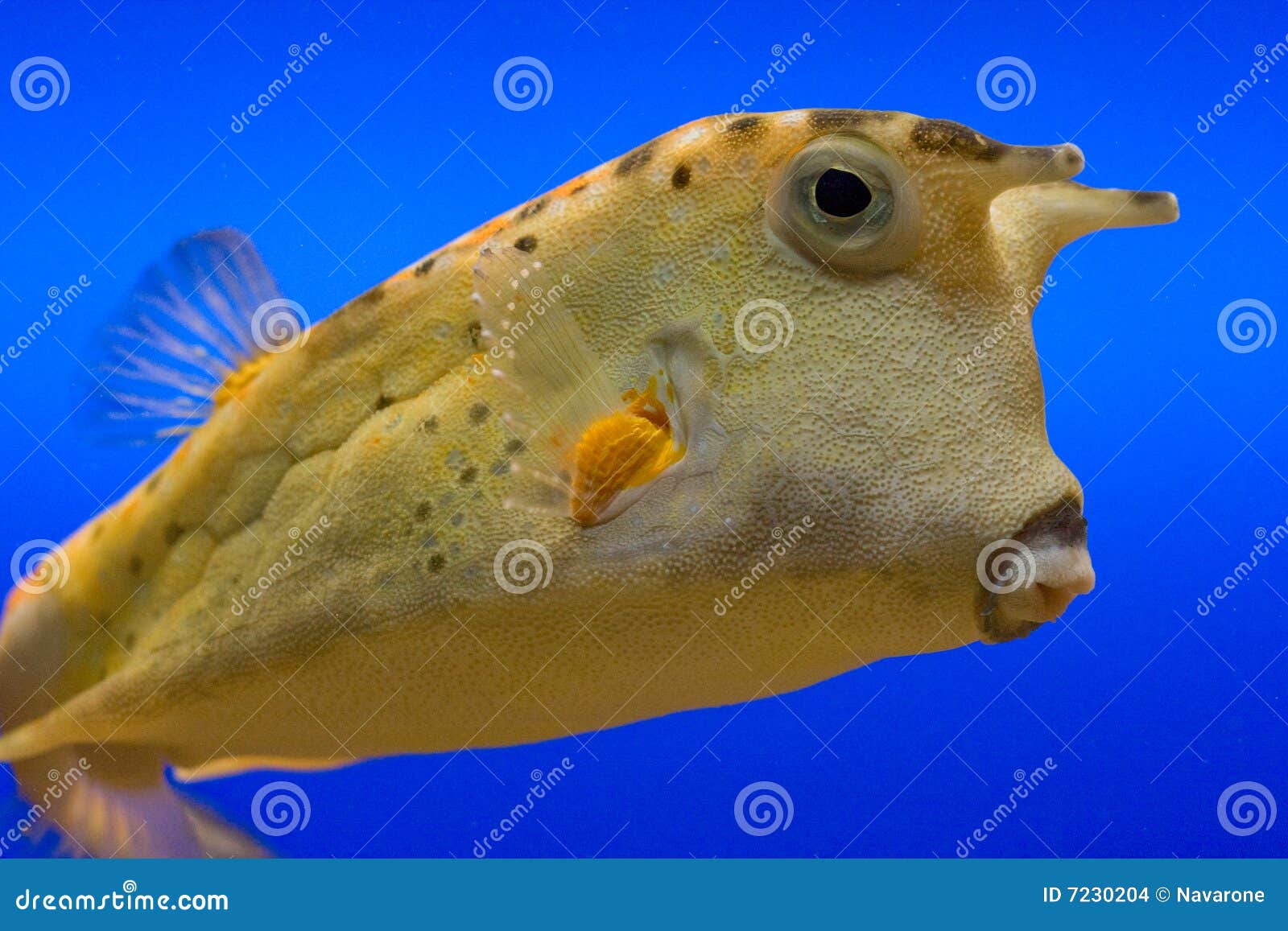 Yellow Cowfish stock photo. Image of shaped, swimming - 7230204