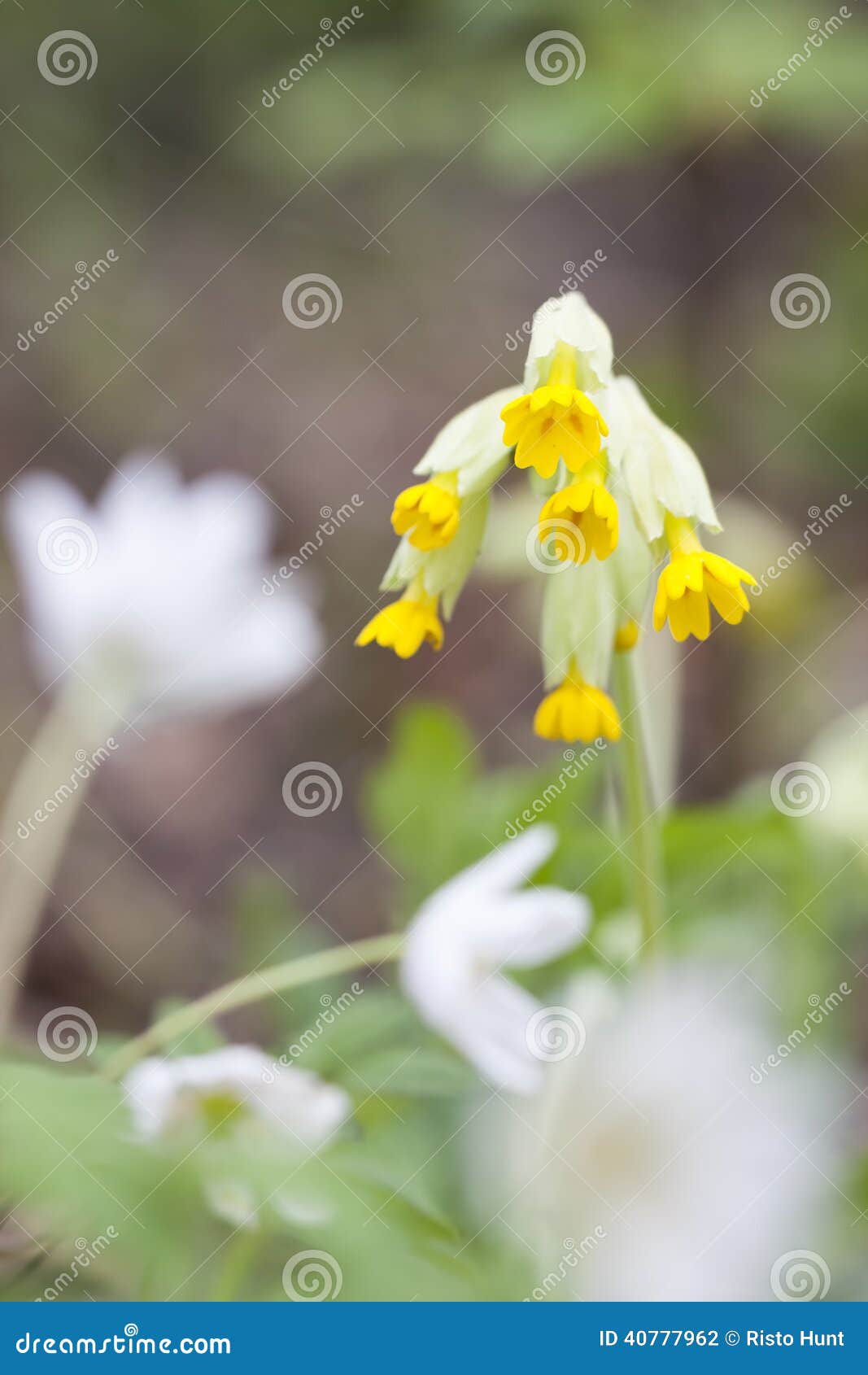 Yellow Cowslip or Primrose Flower Stock Photo - Image of flora, cowslip ...