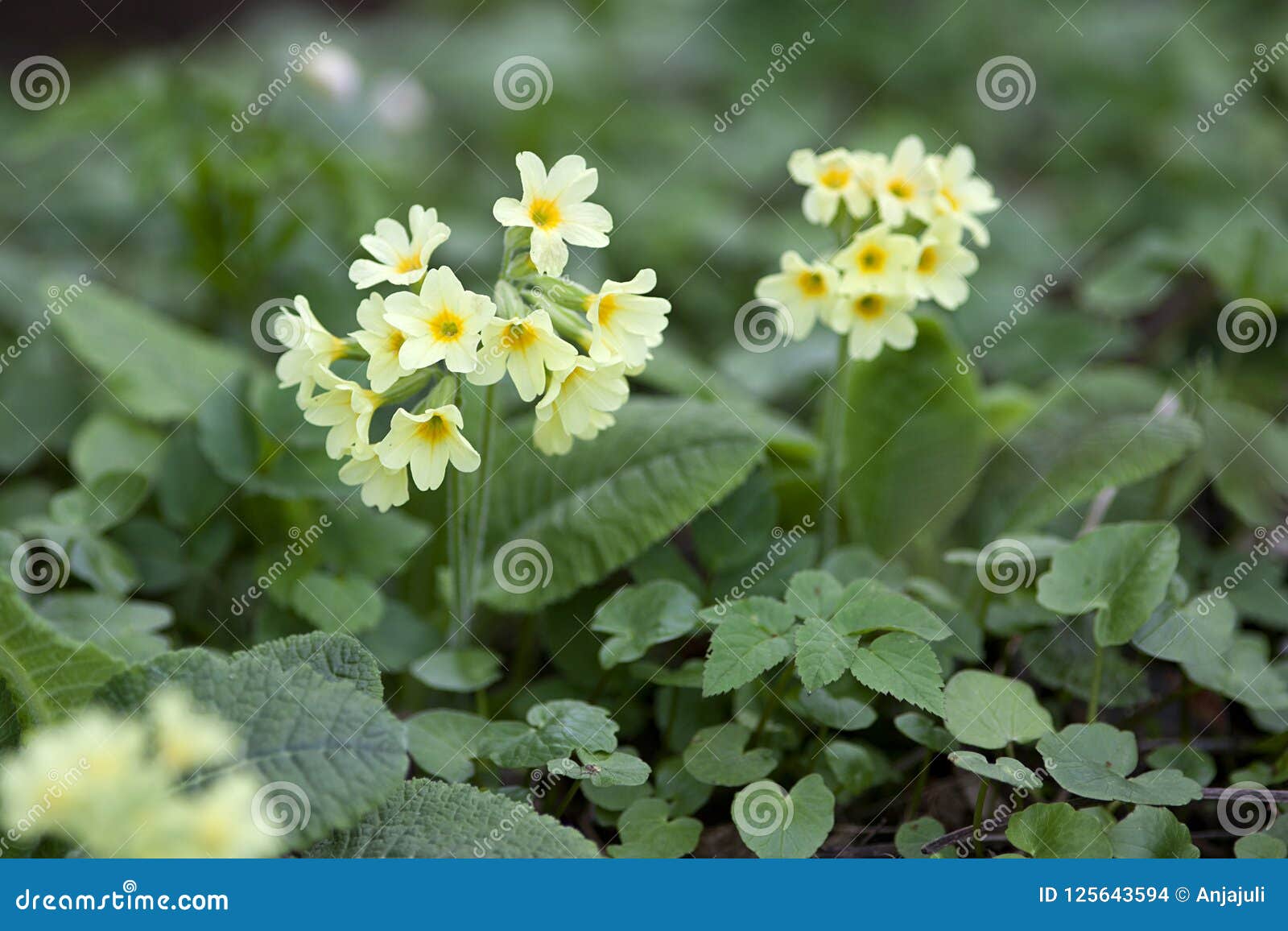 Yellow Cowslip Primrose Flowers, Primula Veris Stock Photo - Image of ...