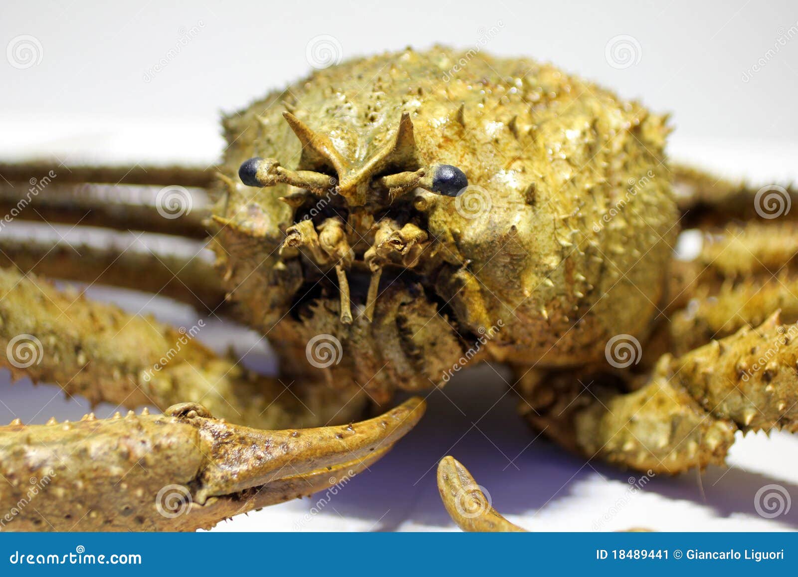 Yellow crab stock image. Image of life, crab, aquatic - 18489441