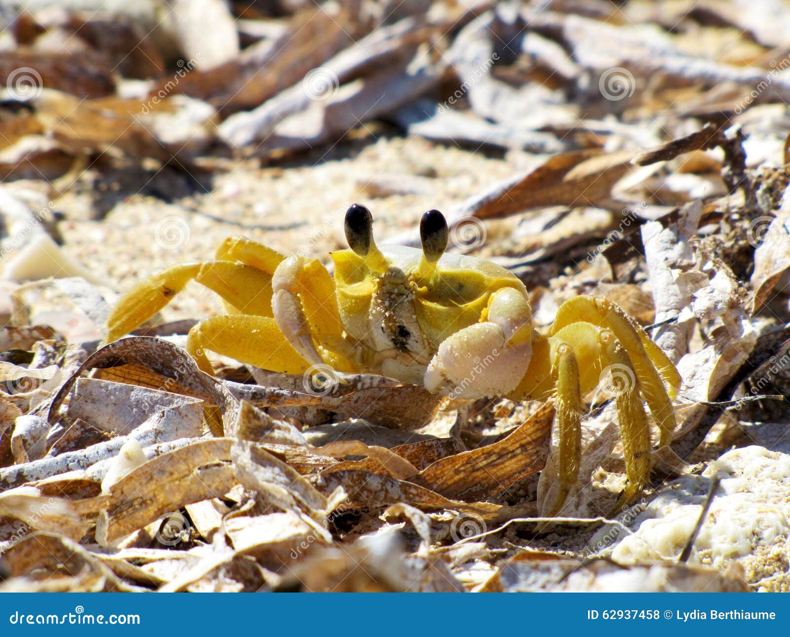 Yellow crab stock photo. Image of marine, little, tropical - 62937458