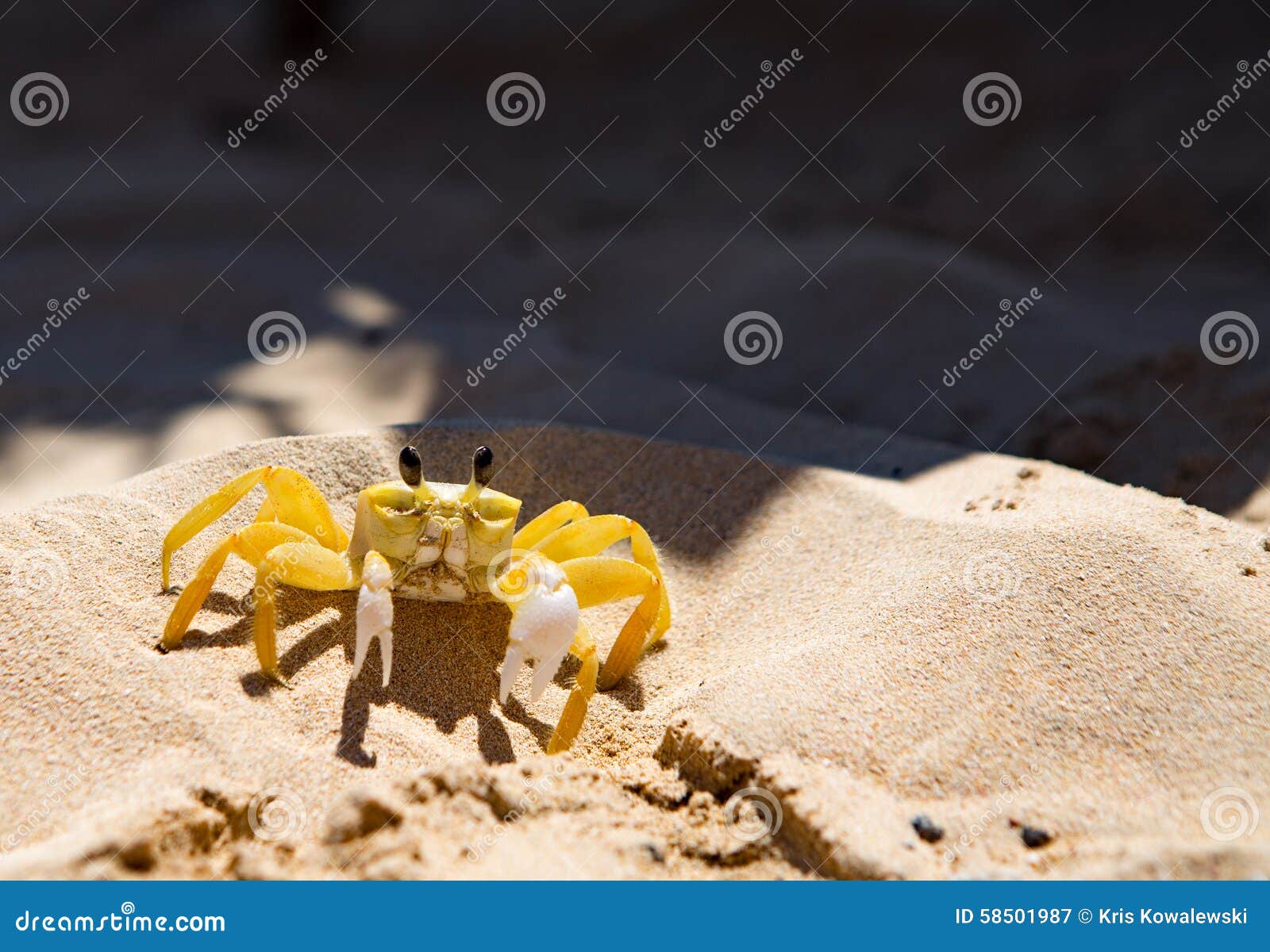 Yellow crab stock image. Image of crab, rock, ocean, macro - 58501987