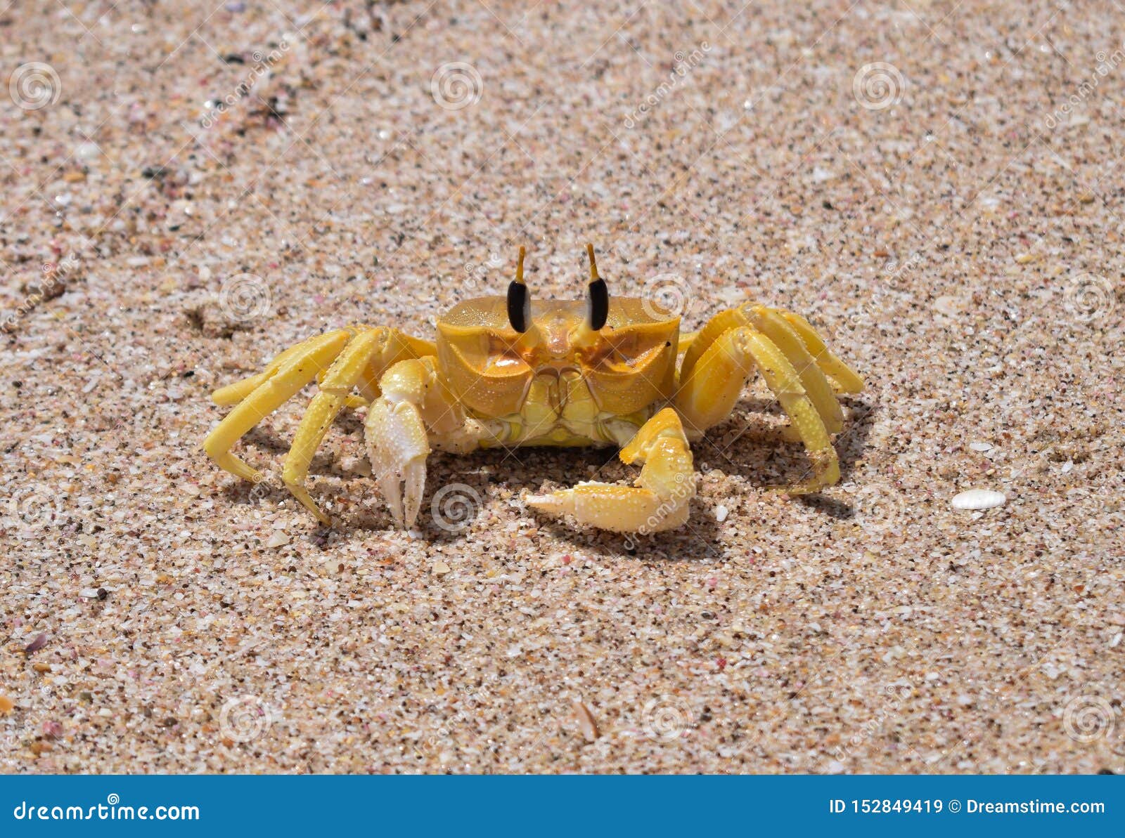Yellow crab in the sand stock image. Image of beach - 152849419