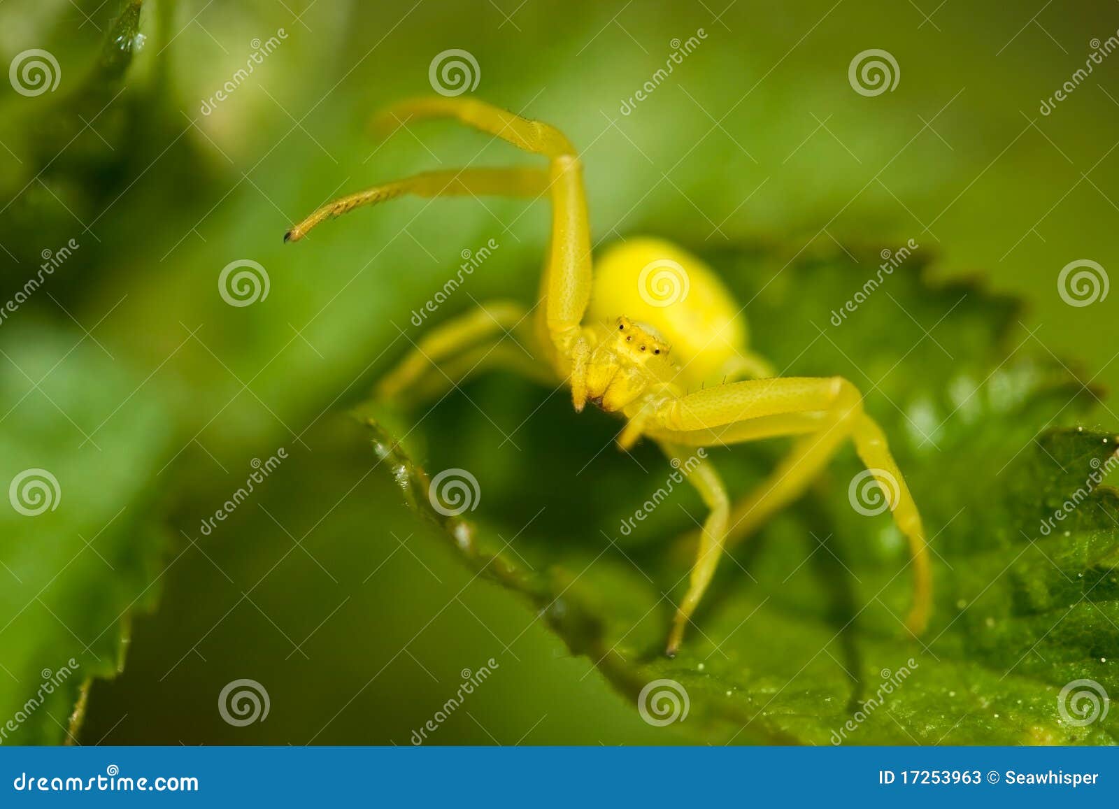 Yellow Crab Spider Stock Photography | CartoonDealer.com #100252280