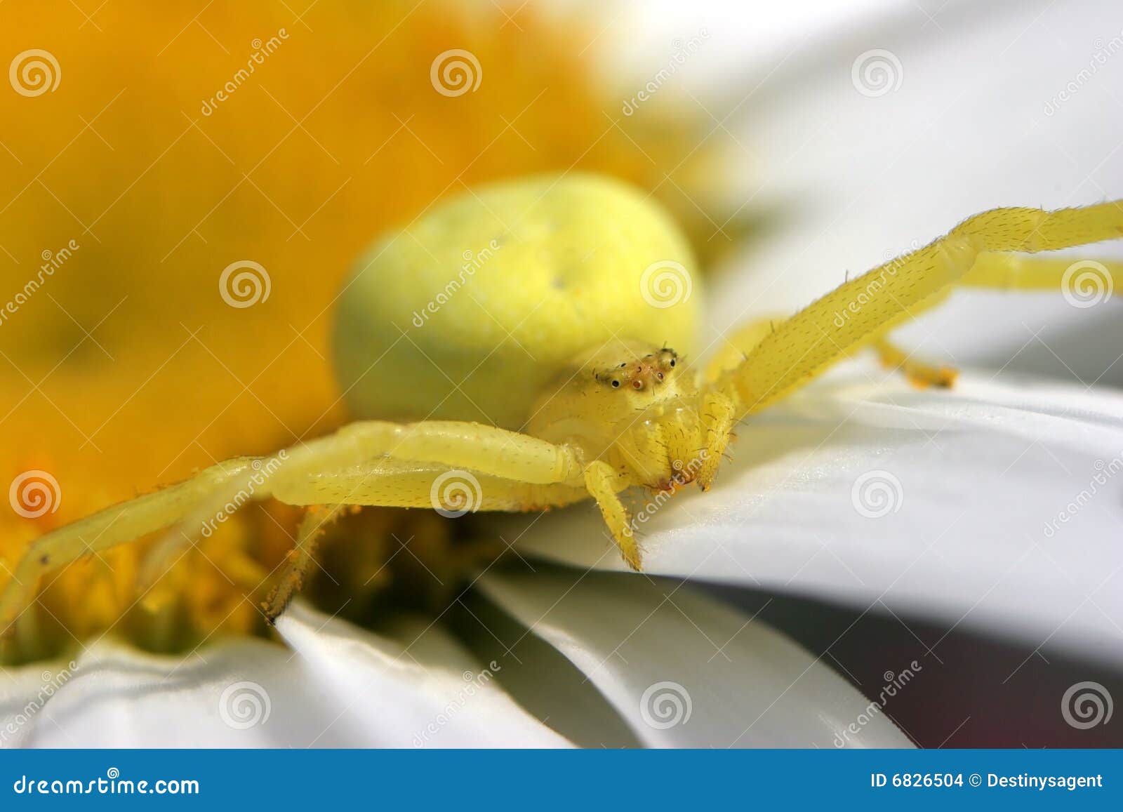 Yellow Crab Spider Stock Photography | CartoonDealer.com #100252280