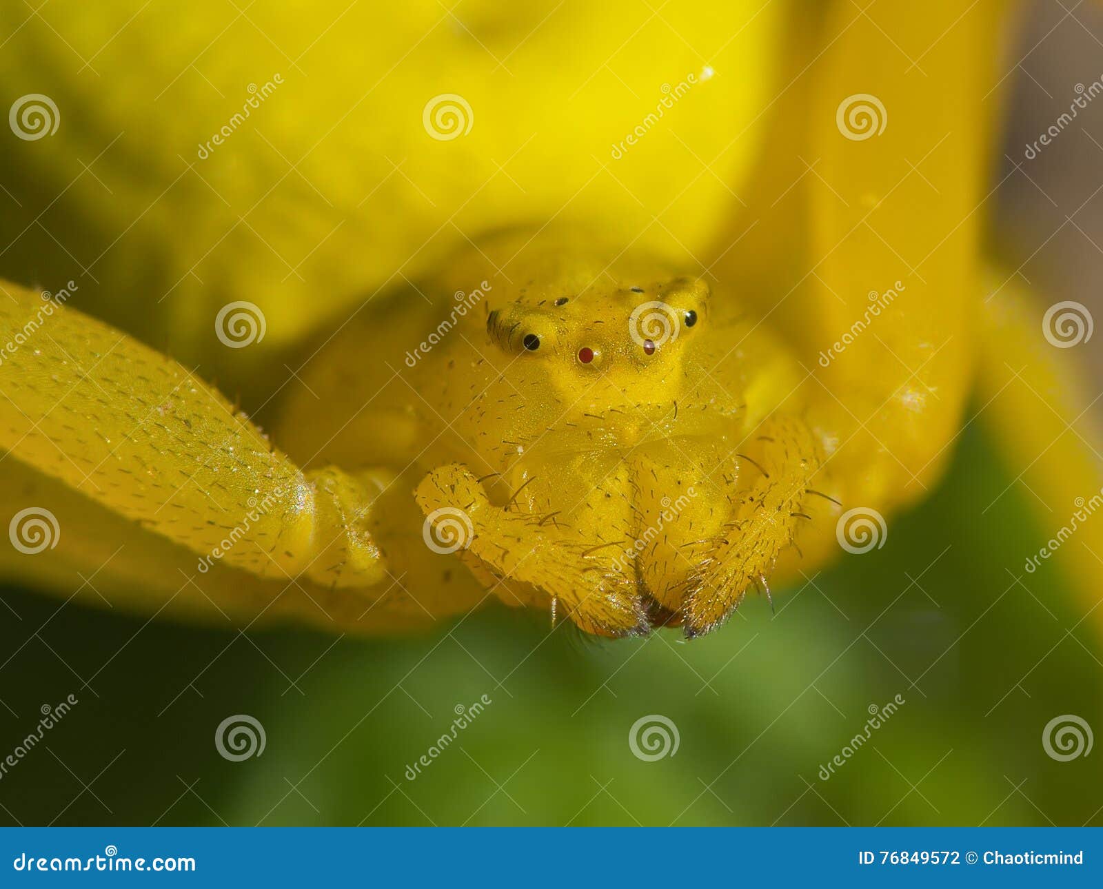 Yellow crab spider stock photo. Image of detailed, hunter - 76849572