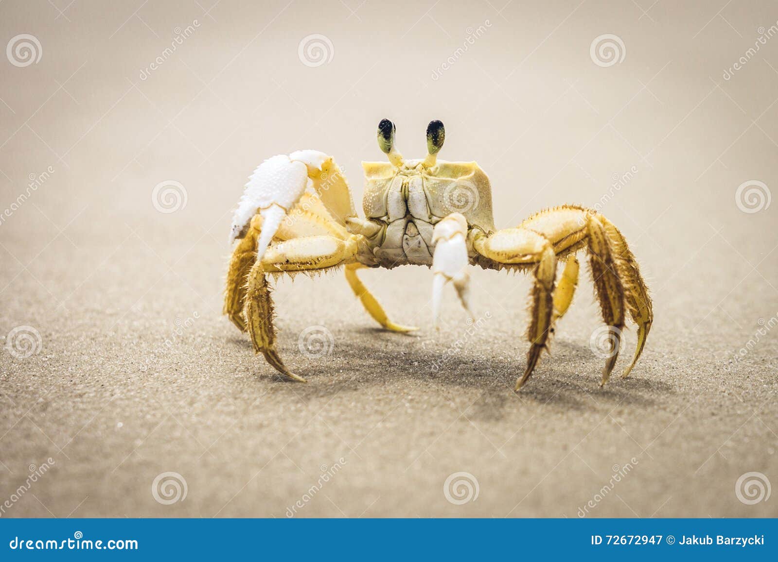 Yellow crab stock image. Image of claw, landscape, natural - 72672947