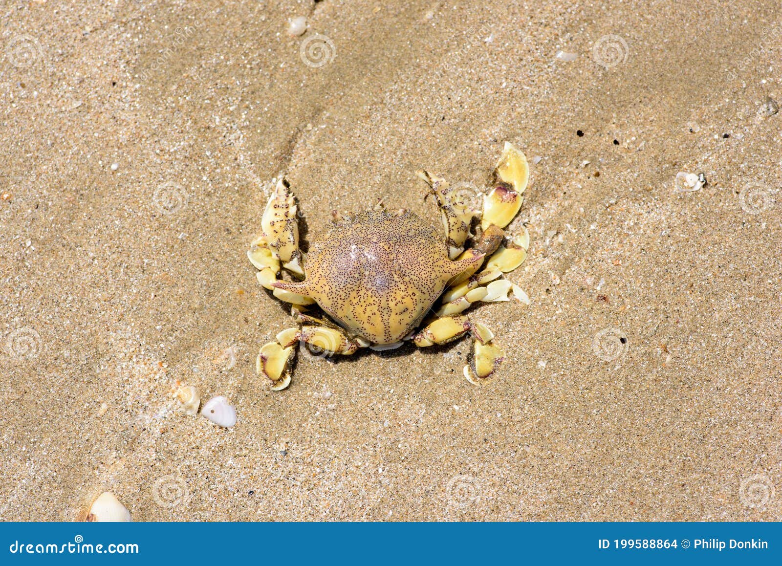 Yellow Crab Washed Up on Tropical Beaches Stock Photo - Image of ...