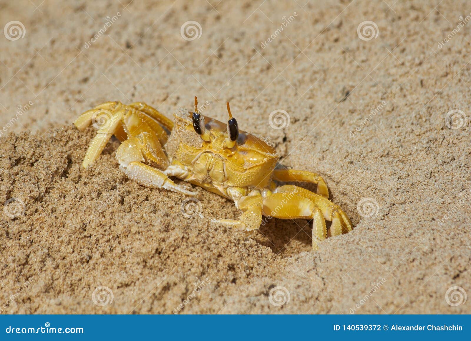 Yellow crab stock photo. Image of crab, beautiful, yellow - 140539372