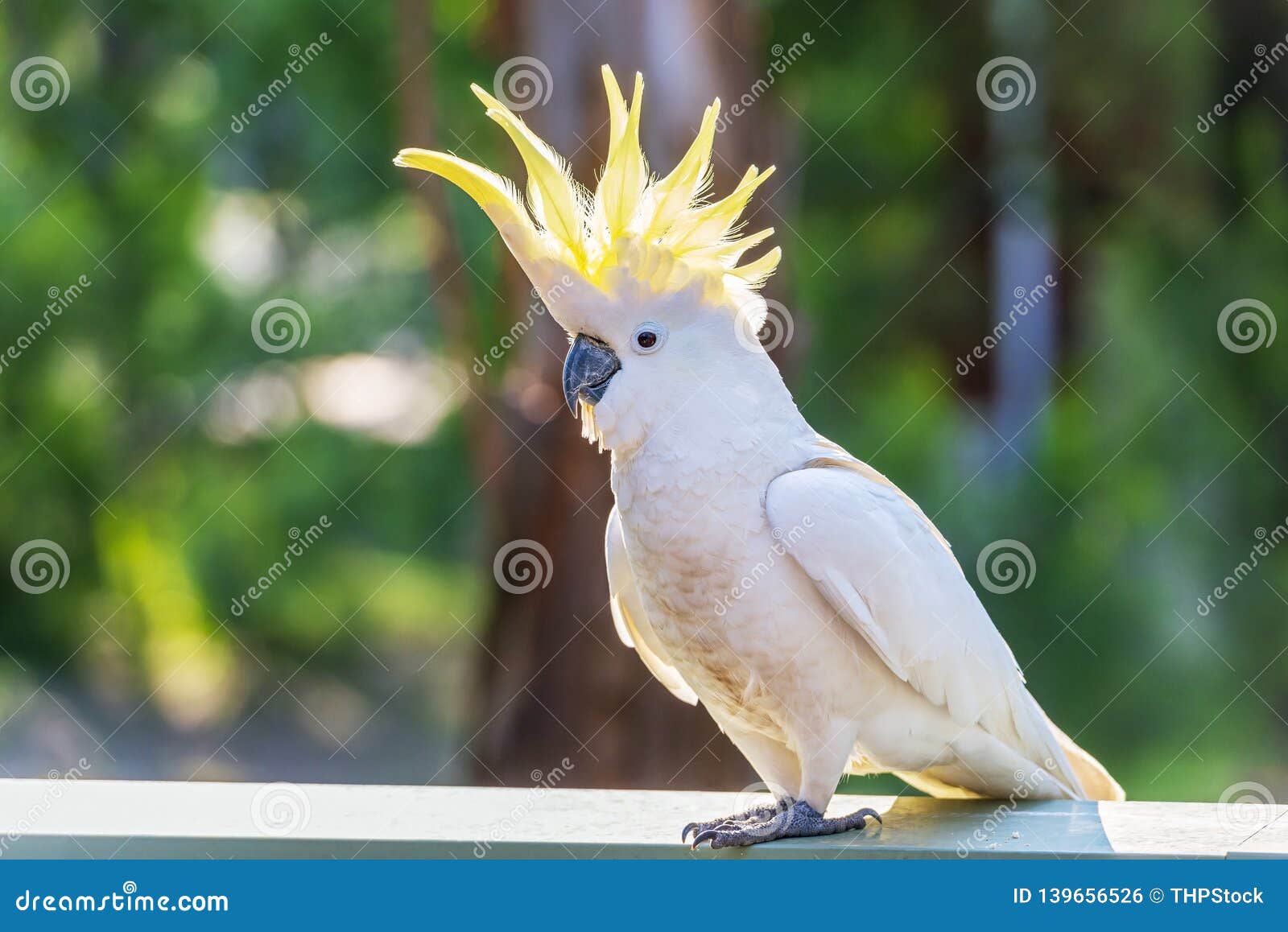 Yellow Crested Crane Stock Image | CartoonDealer.com #11166637