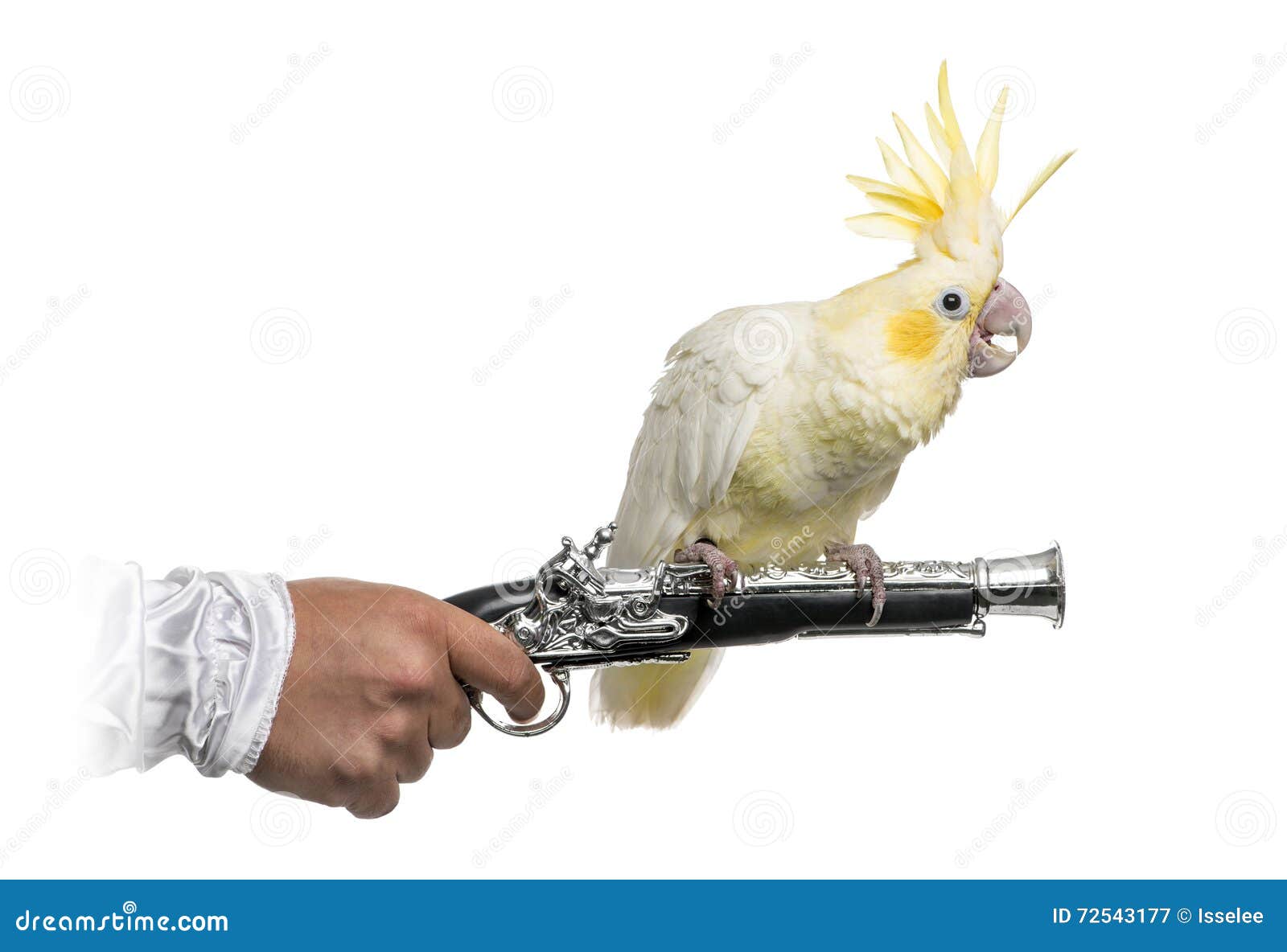 Yellow-crested Cockatoo Isolated on White Stock Image - Image of ...