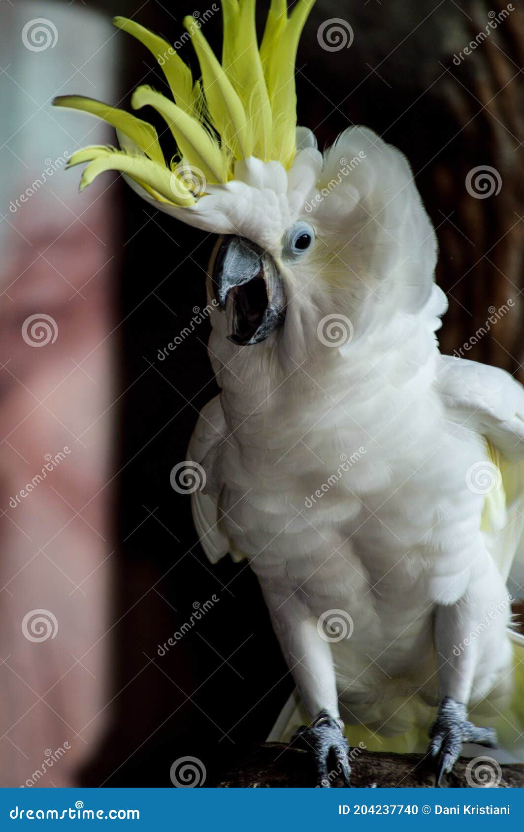 Yellow Crested Cockatoo Standing and Open Its Beak Stock Photo - Image ...