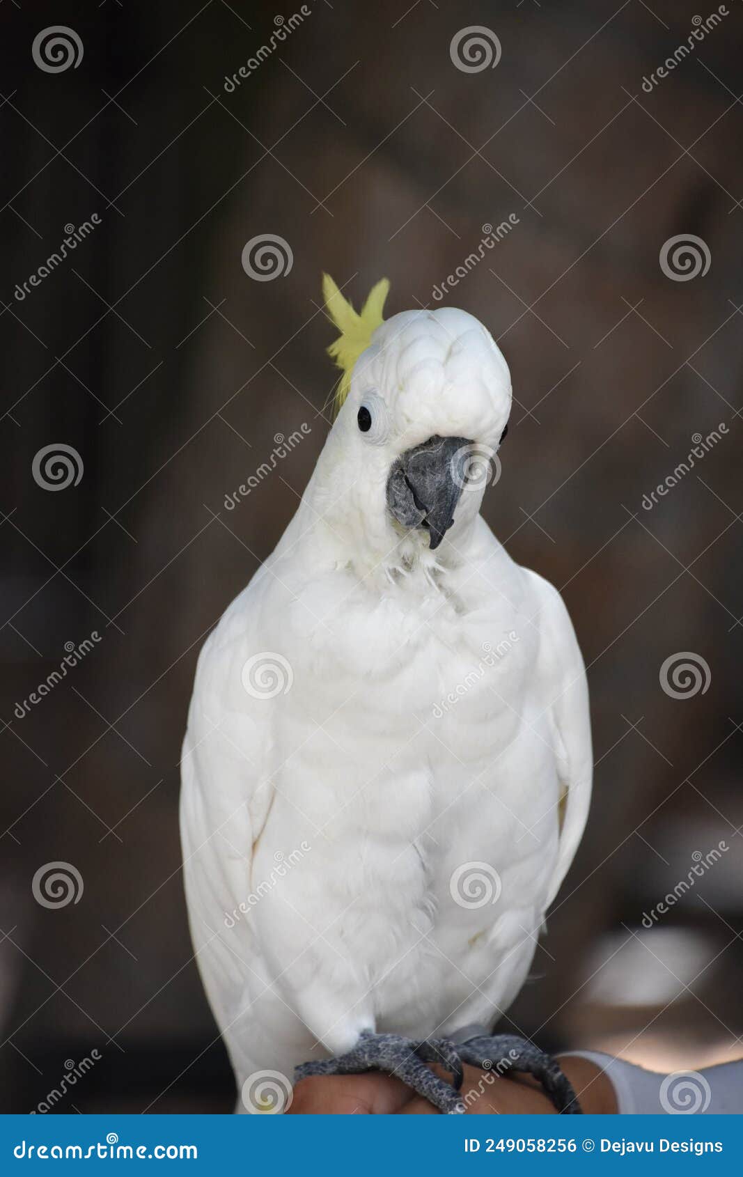 Yellow Crested Feathers on a White Cockatoo Stock Photo - Image of beak ...